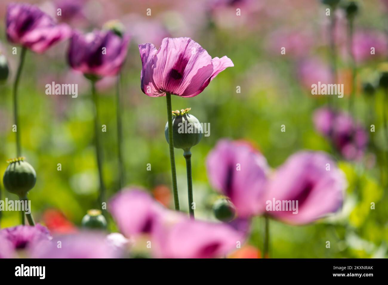 Purple opium poppy (Papaver somniferum) blossom in a field. pictured ...