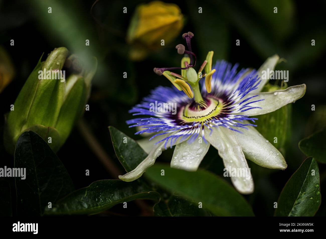 Photo taken on June 6, 2021 shows beautiful passion flower, in Rijeka ...