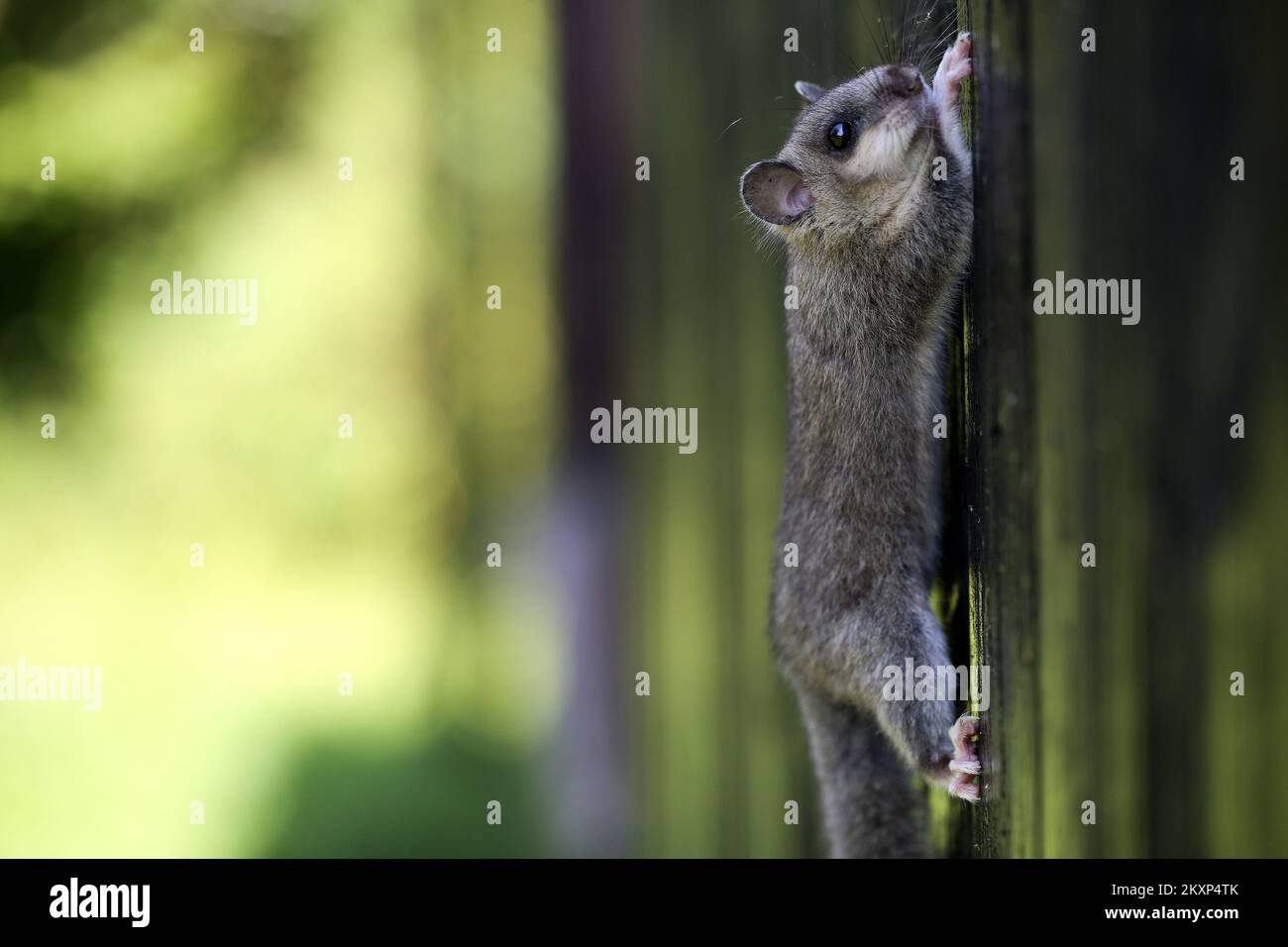 Rodenta hi-res stock photography and images - Alamy