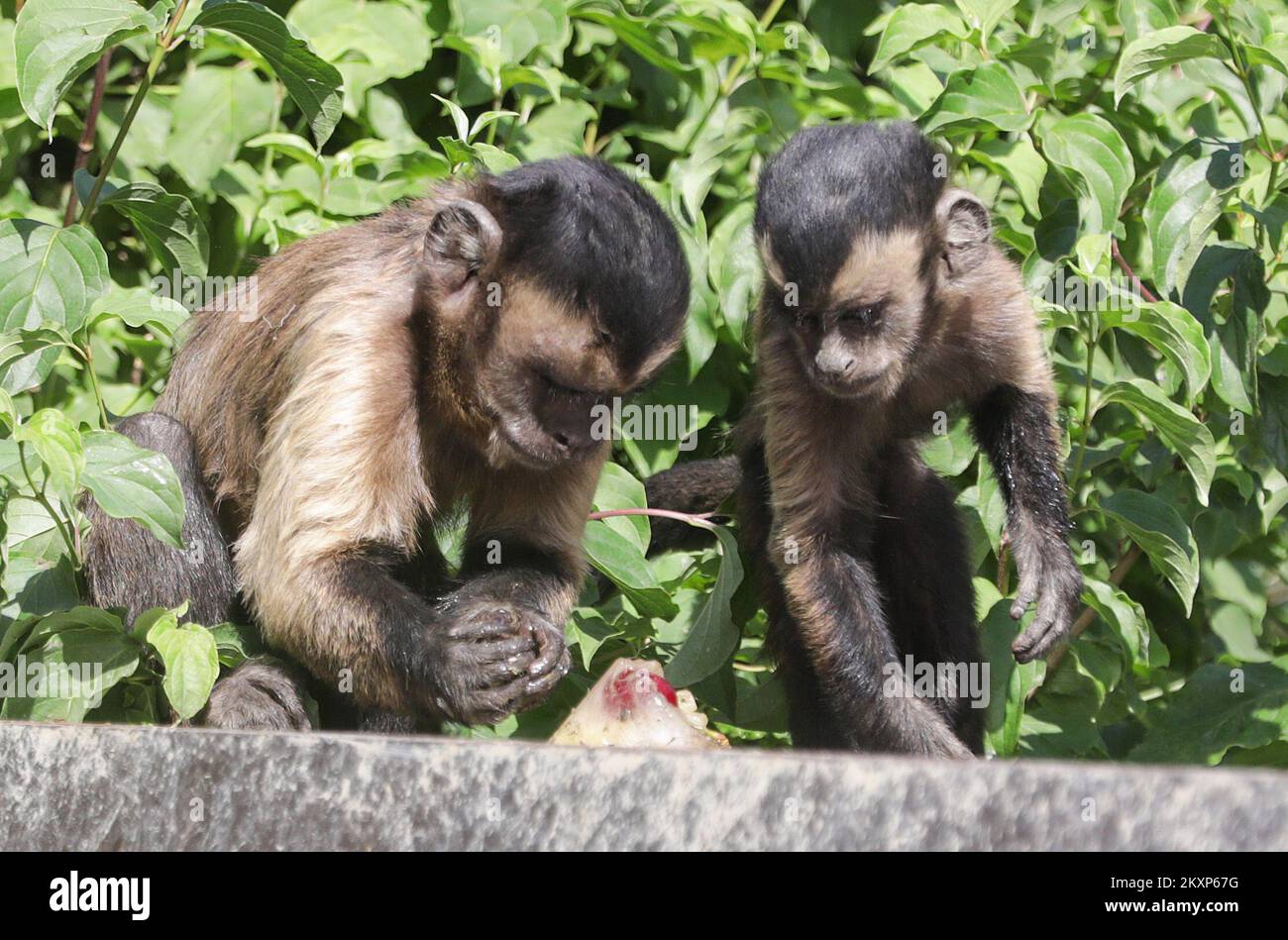 Monkeys in the Zagreb Zoo got a cold treat due to high air temperatures ...