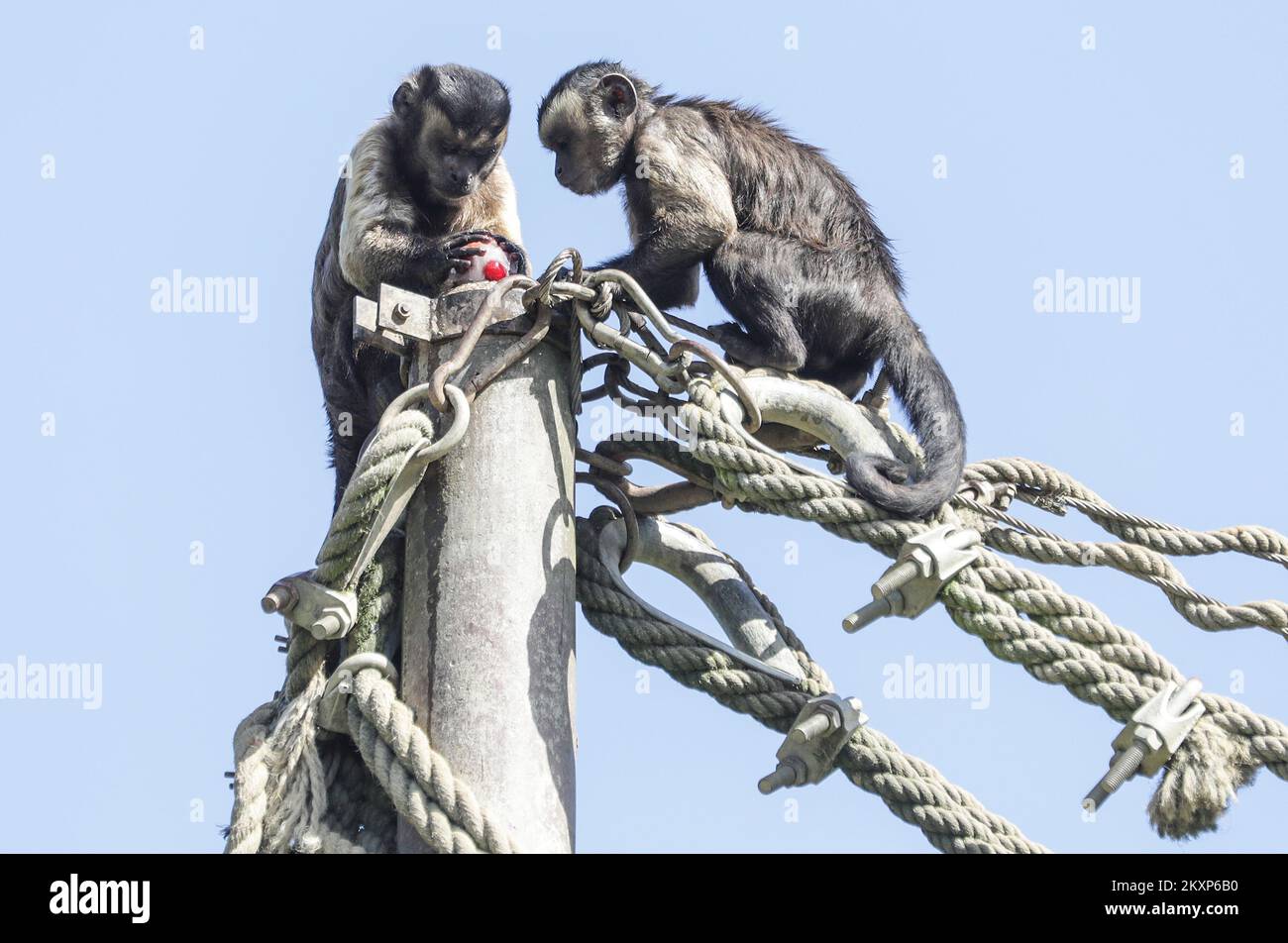Monkeys in the Zagreb Zoo got a cold treat due to high air temperatures ...