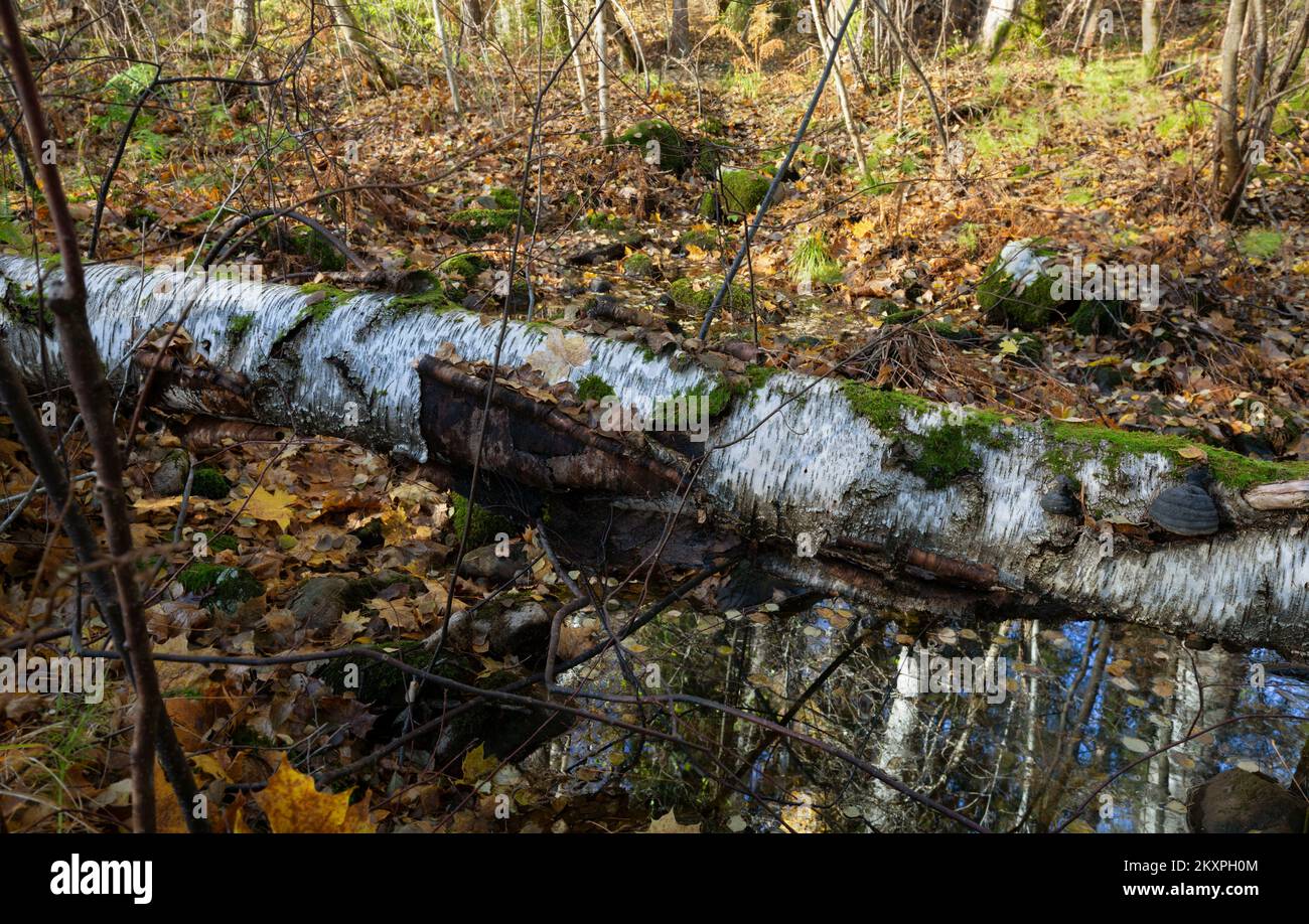 Fallen birch tree hi-res stock photography and images - Alamy