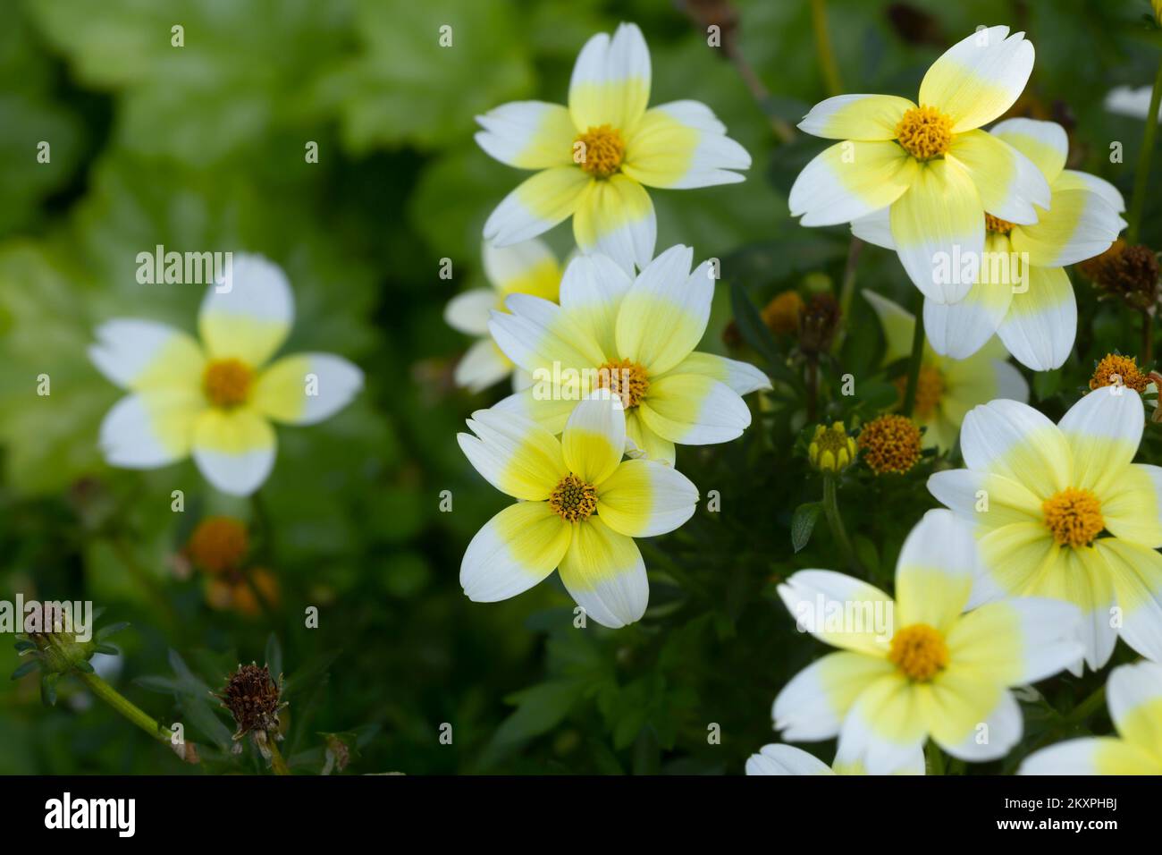 Arizona beggarticks, Bidens aurea in bloom, horizontal composion Stock ...