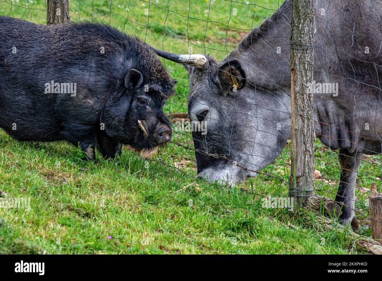 Vietnamese pig Djoko and Istrian boskarin (Istrian cattle) Linda share ...