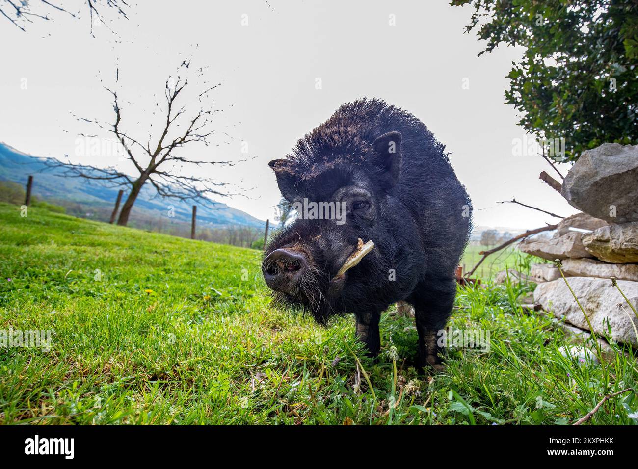 Vietnamese pig Djoko is seen in his in his backyard on the farm ...