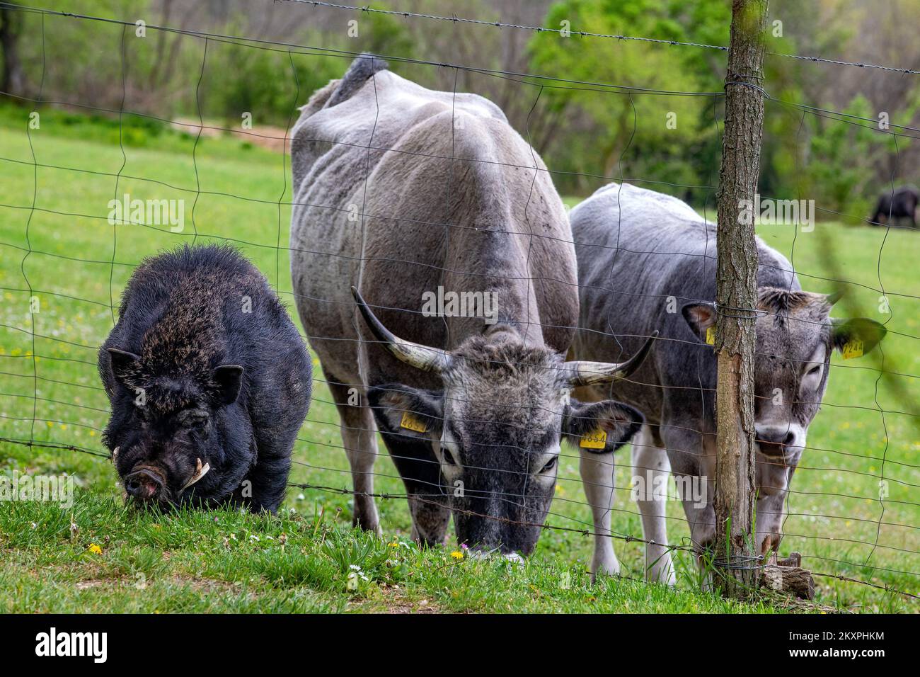 Vietnamese pig Djoko and Istrian boskarin (Istrian cattle) Linda share ...