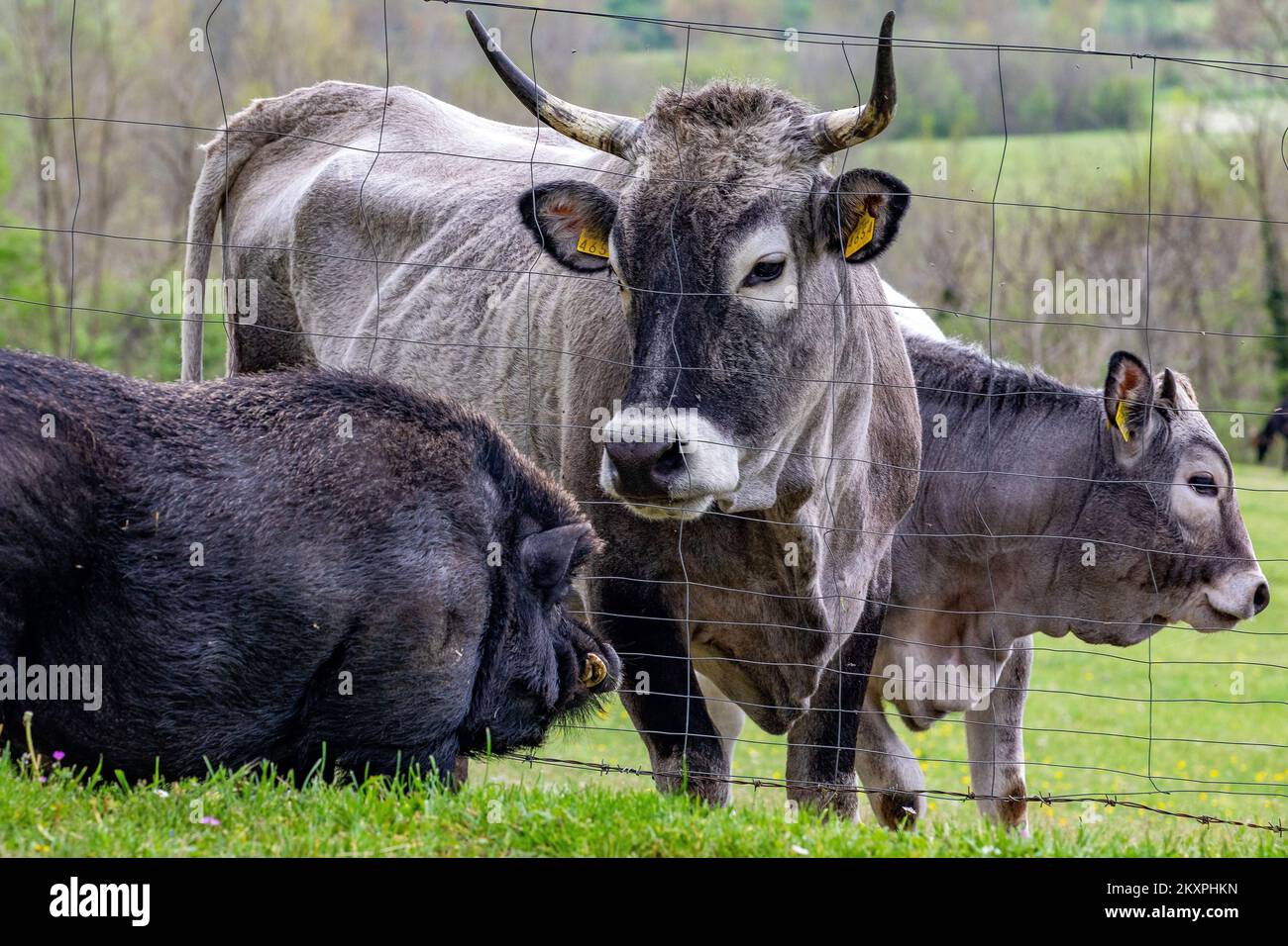 Vietnamese pig Djoko and Istrian boskarin (Istrian cattle) Linda share ...