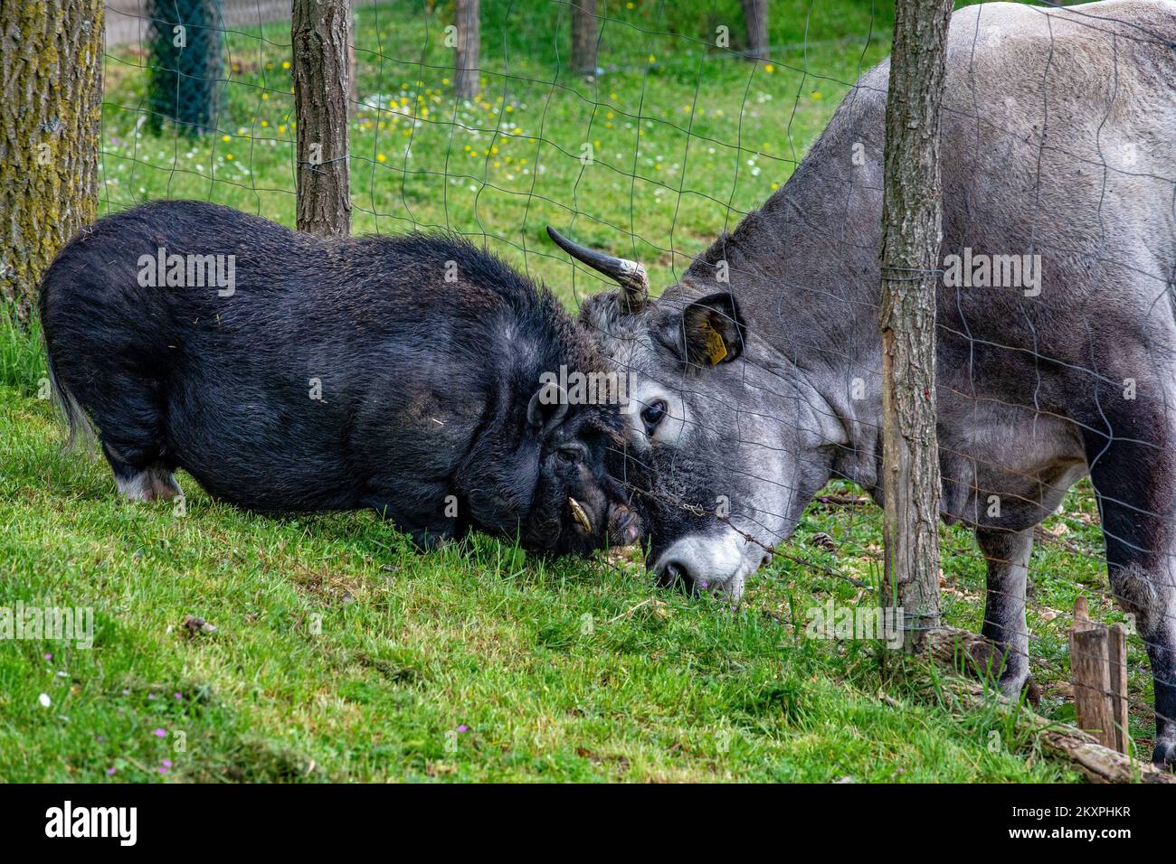 Vietnamese pig Djoko and Istrian boskarin (Istrian cattle) Linda share ...
