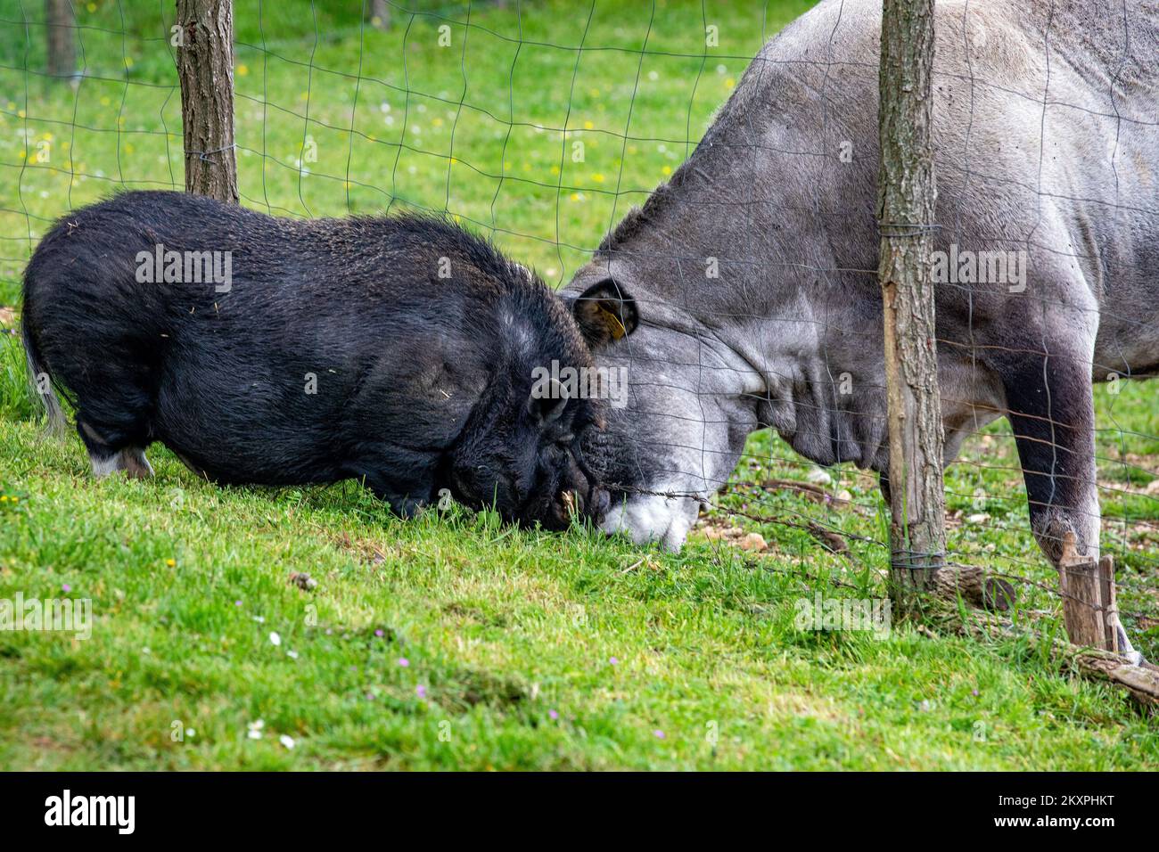 Vietnamese pig Djoko and Istrian boskarin (Istrian cattle) Linda share ...