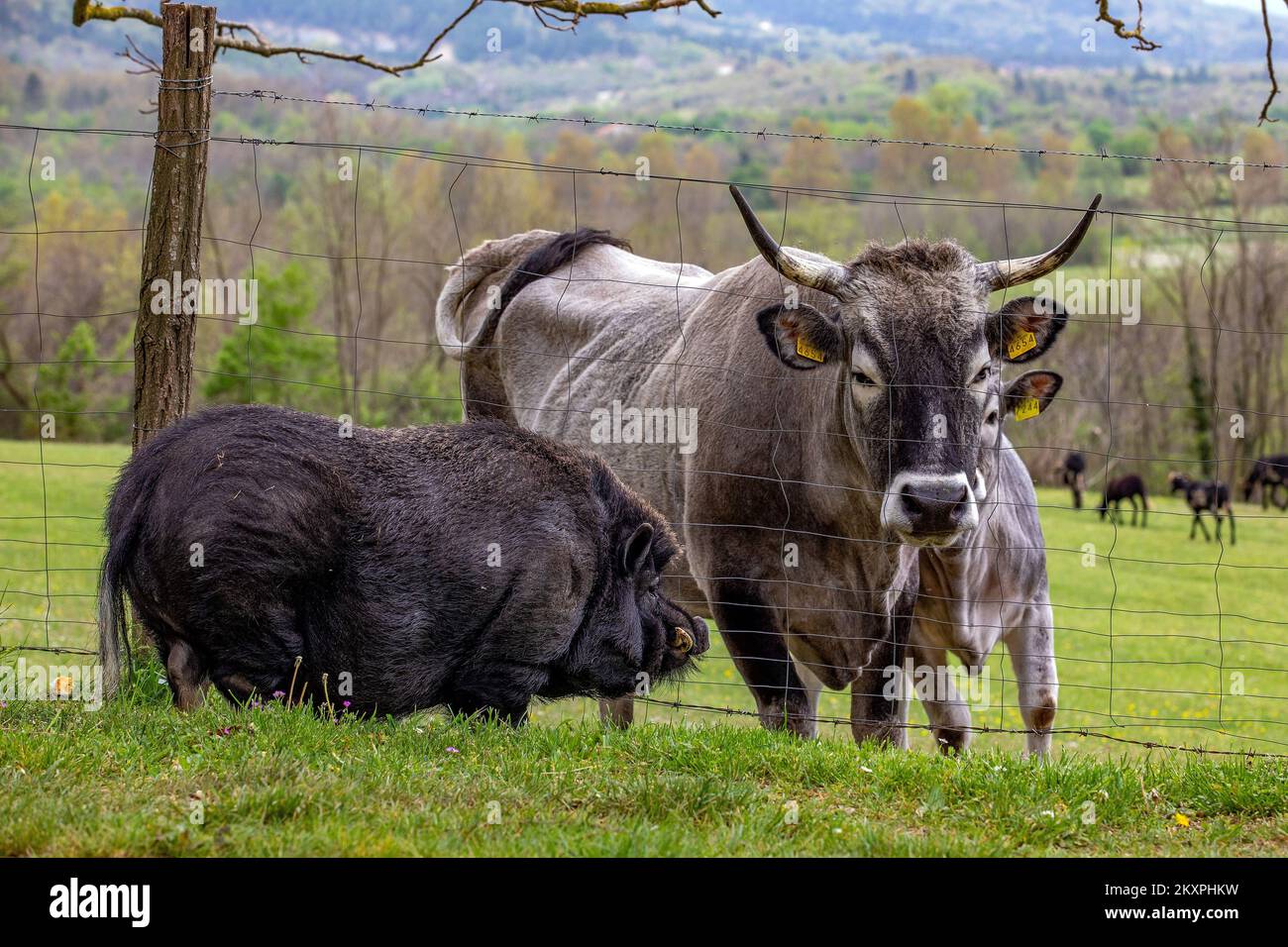 Vietnamese pig Djoko and Istrian boskarin (Istrian cattle) Linda share ...