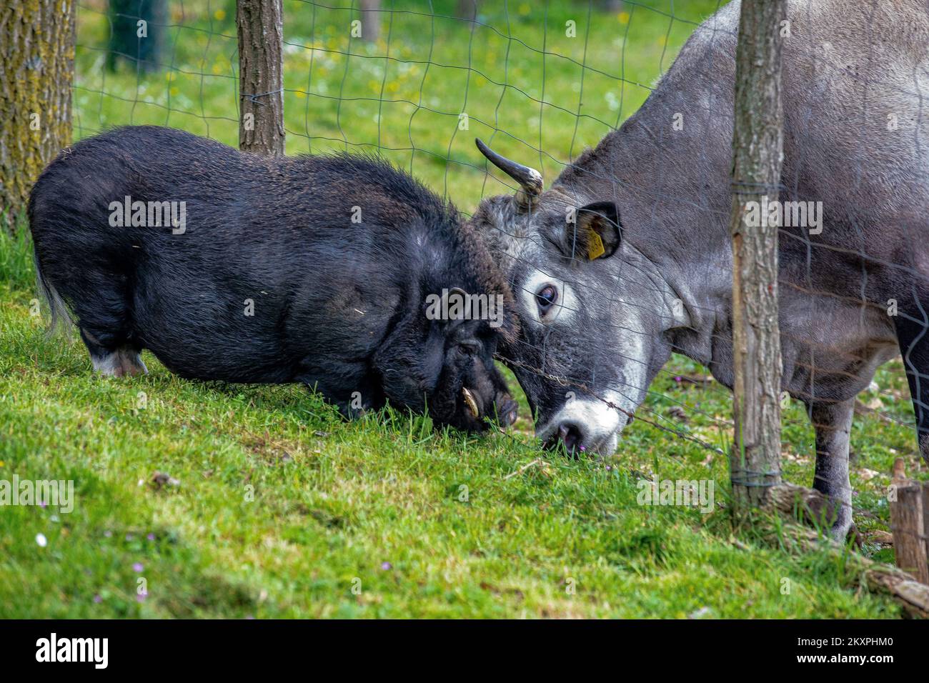 Kozljak istria hi-res stock photography and images - Alamy