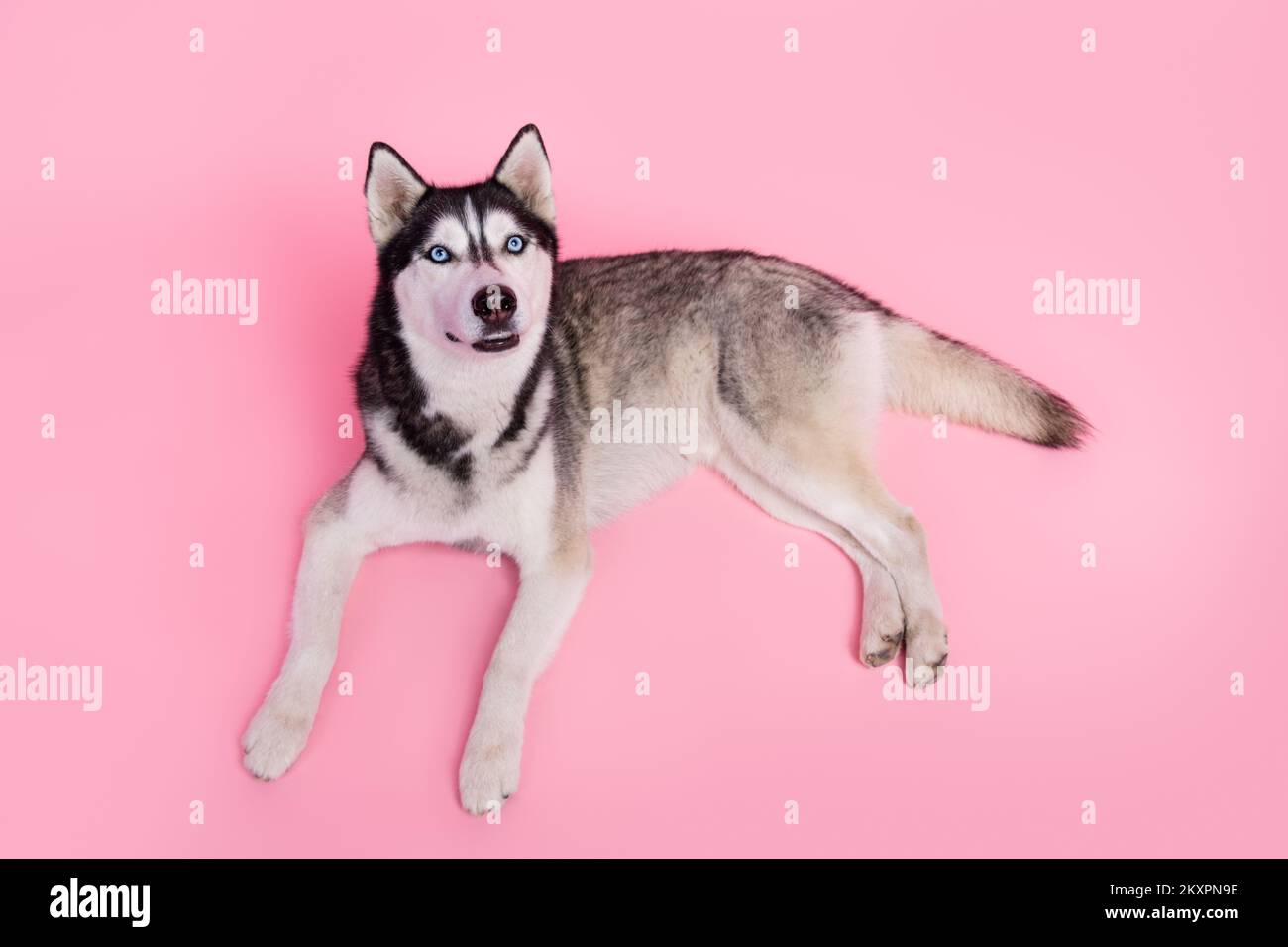 Photo of cute adorable husky look above while pet owner calling lying ...
