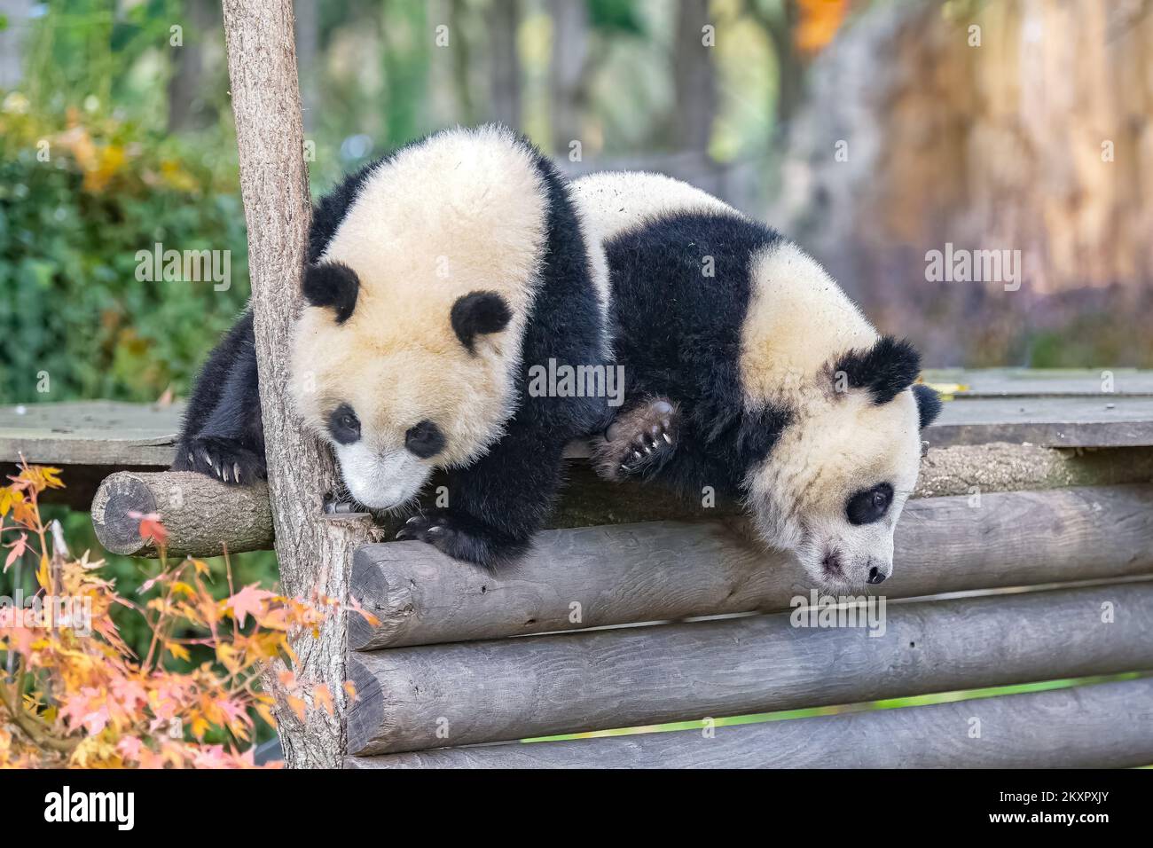 Giant pandas, bear pandas, two babies playing together outdoors Stock ...