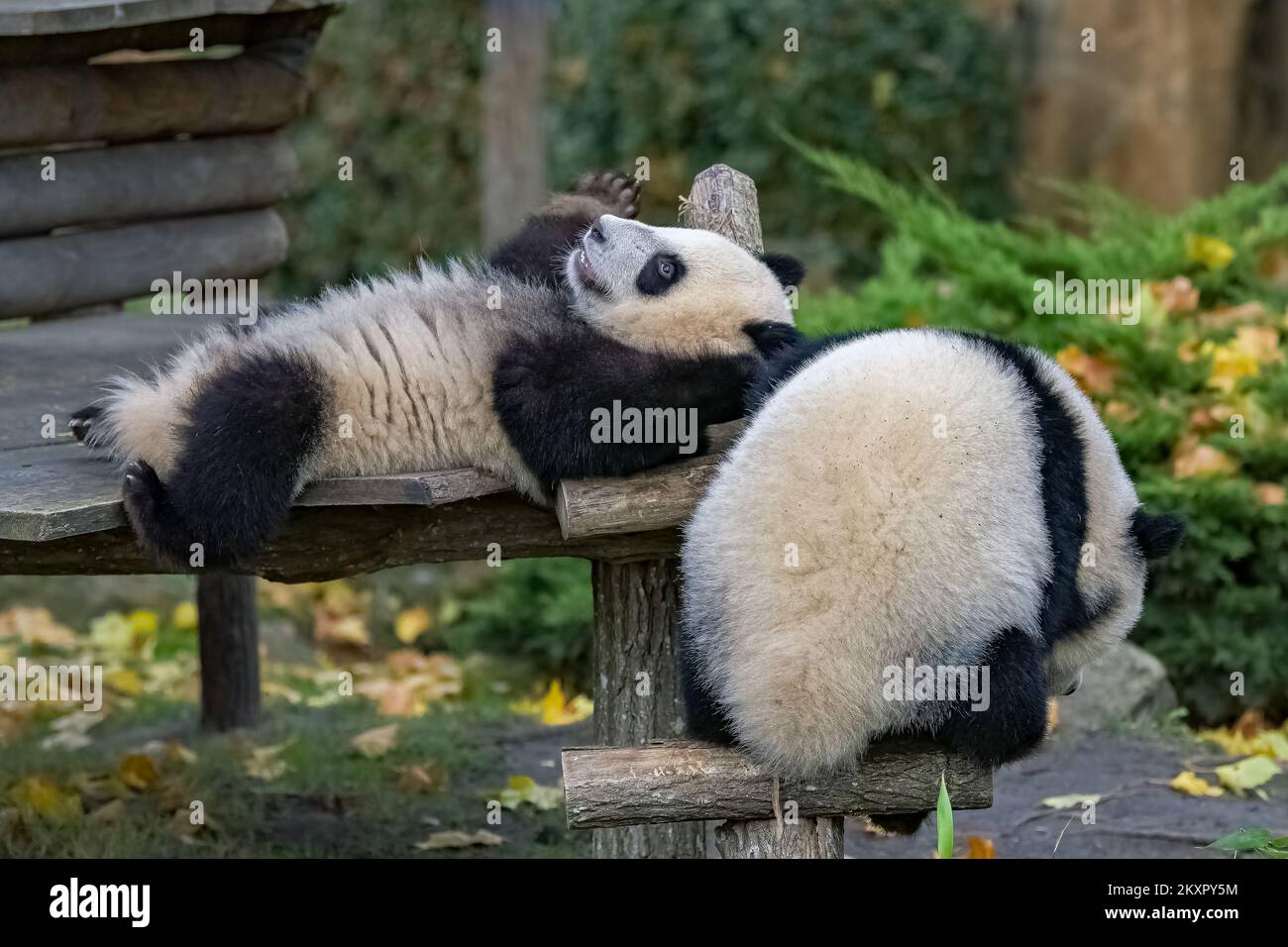 Giant pandas, bear pandas, two babies playing together outdoors Stock ...