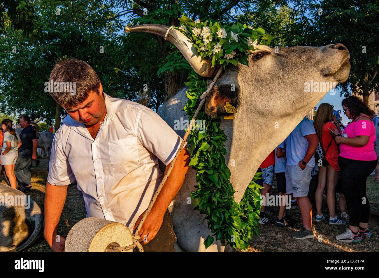 31.07.2021., Kanfanar - U parku istarskog vola u Kanfanaru odrzala se ...