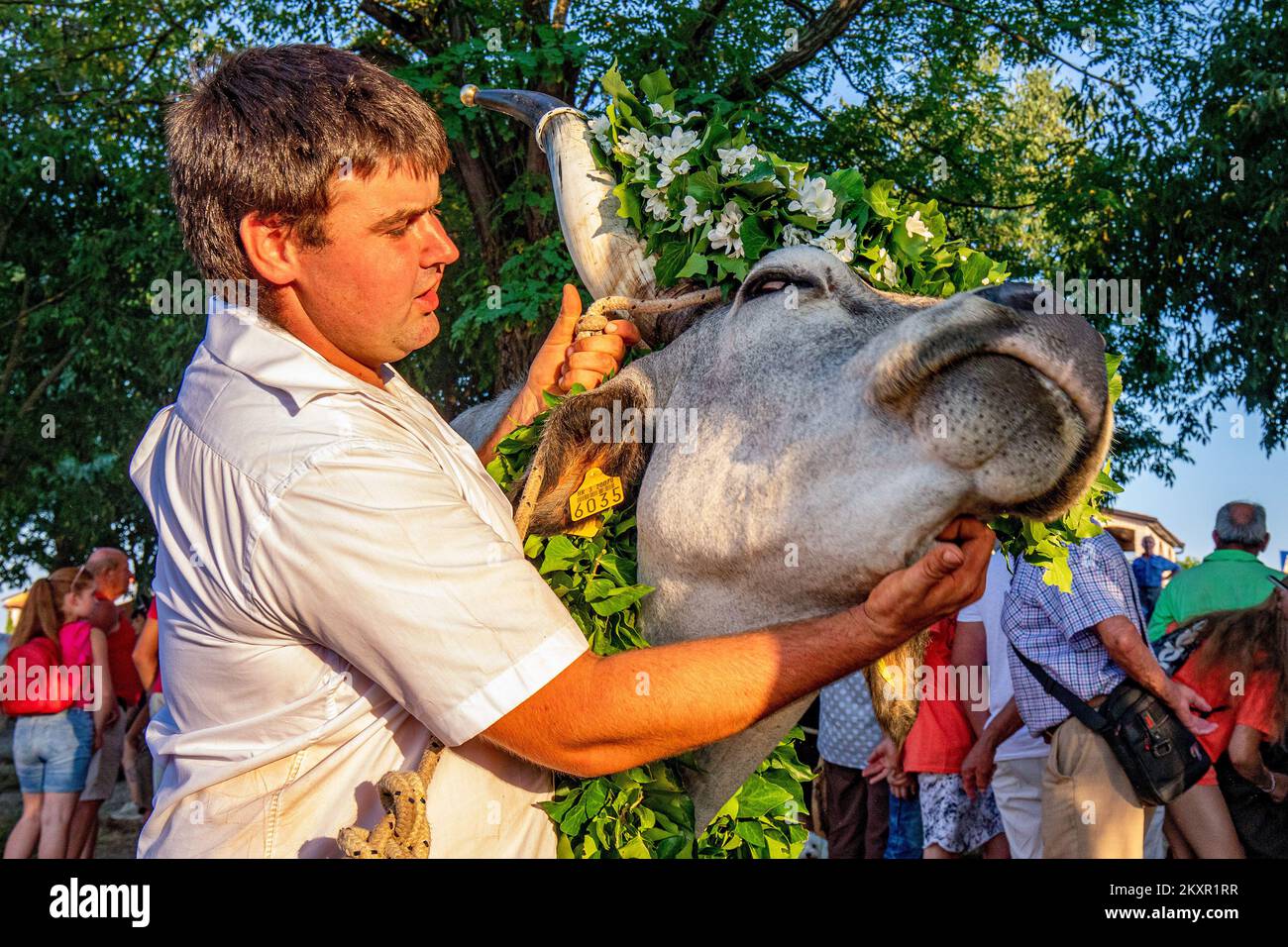 31.07.2021., Kanfanar - U parku istarskog vola u Kanfanaru odrzala se ...