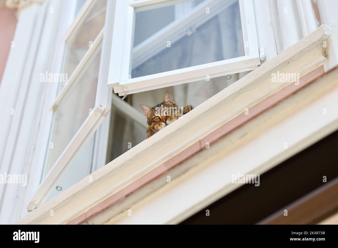 The cat seen observe the city through the window, in Cakovec, Croatia ...