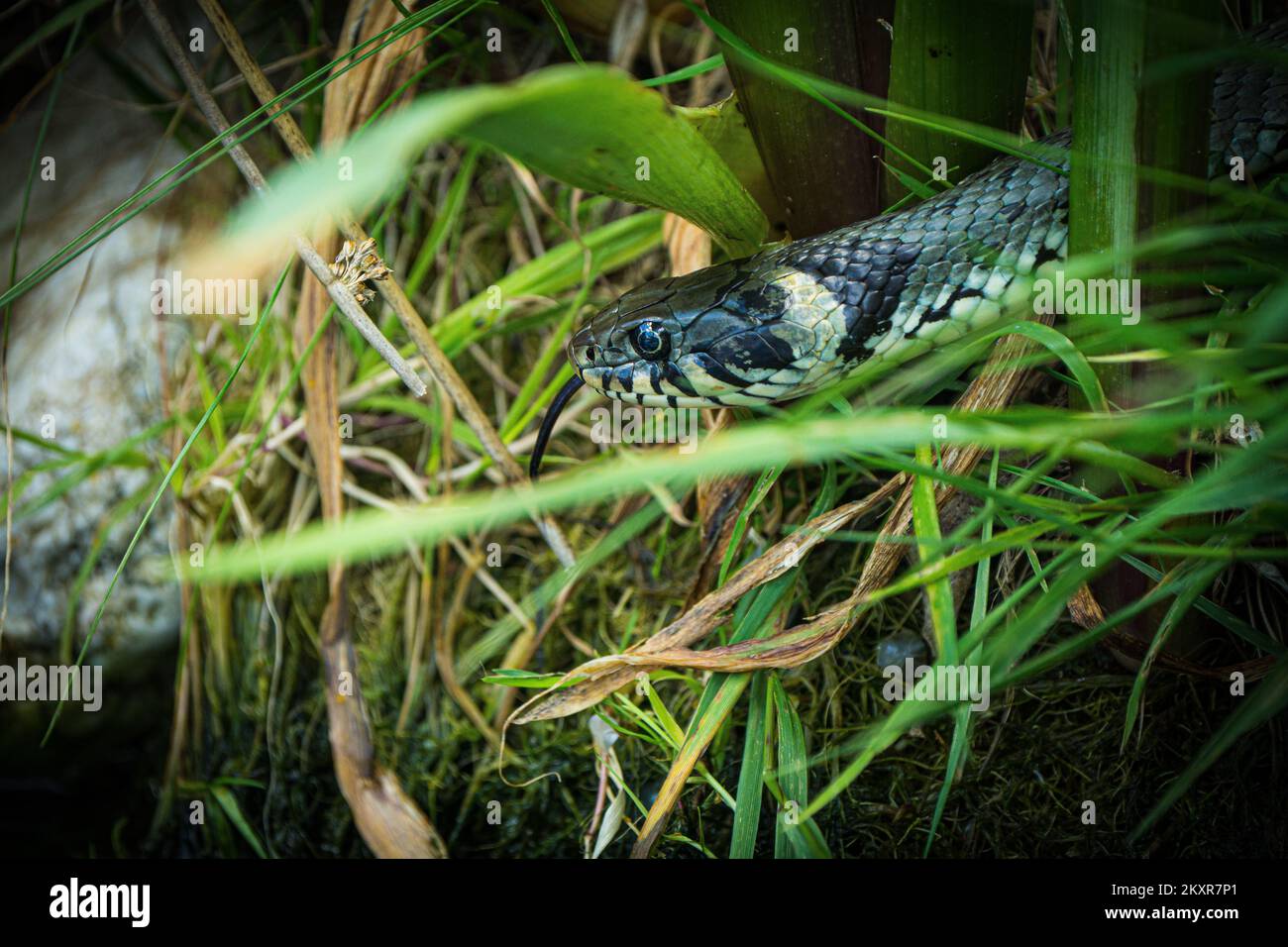 Close up of a Grass snake taking a swim Stock Photo - Alamy