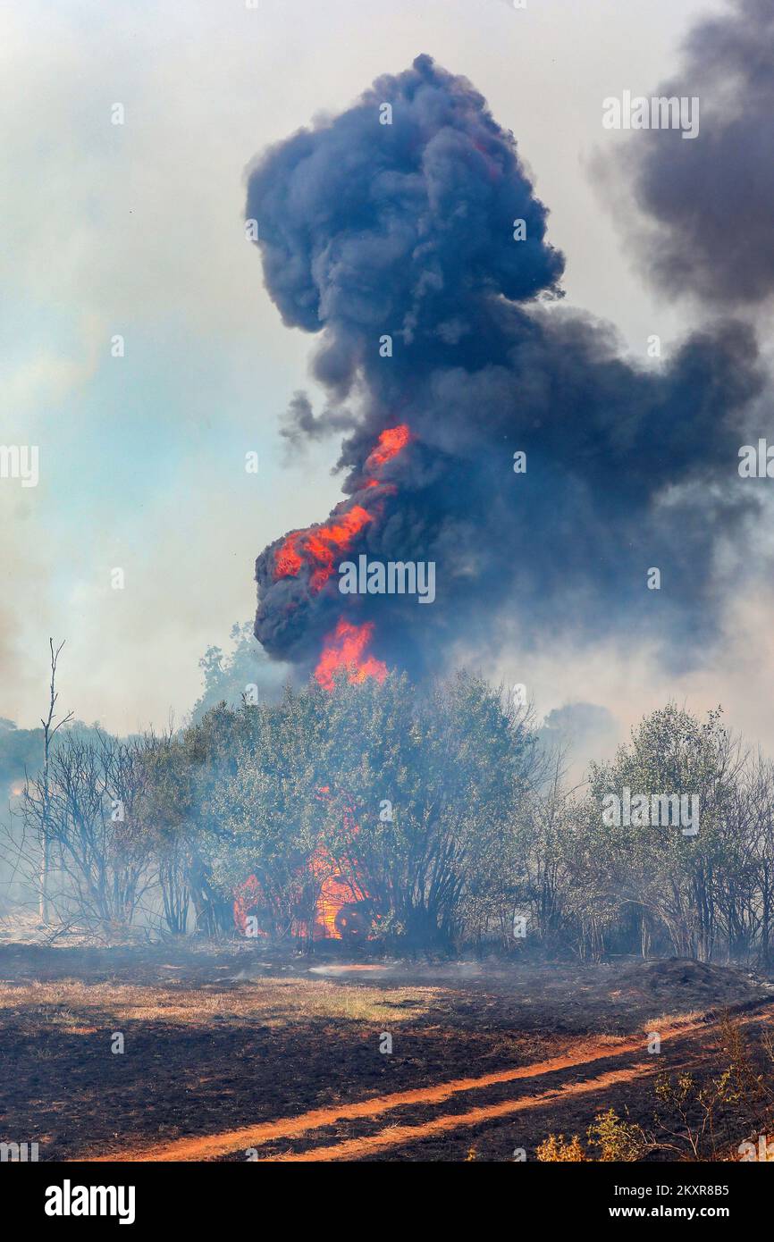 Sikici hi-res stock photography and images - Alamy