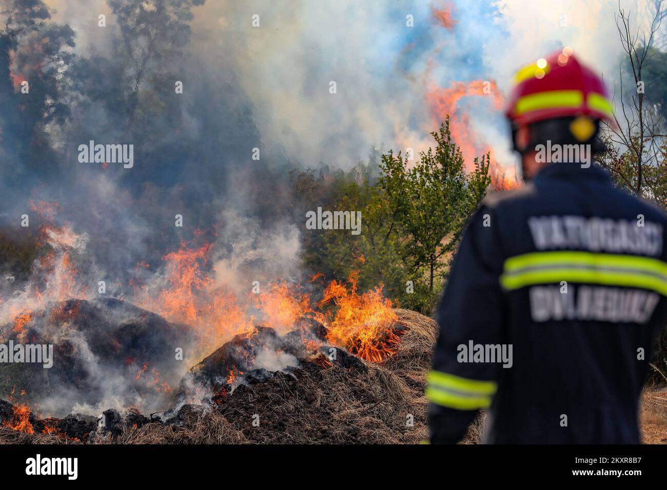 Sikici hi-res stock photography and images - Alamy