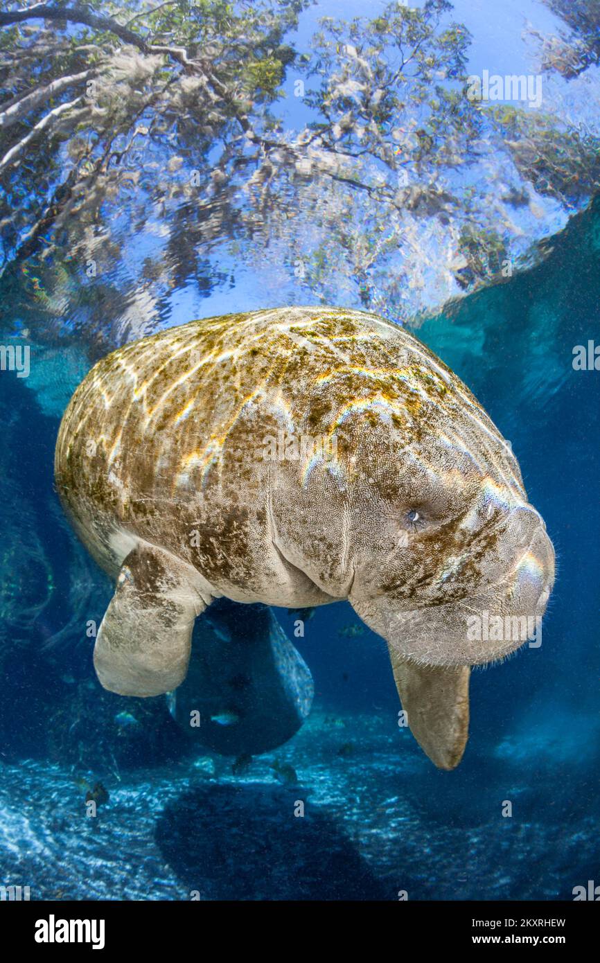 Endangered Florida Manatee, Trichechus manatus latirostris, at Three ...
