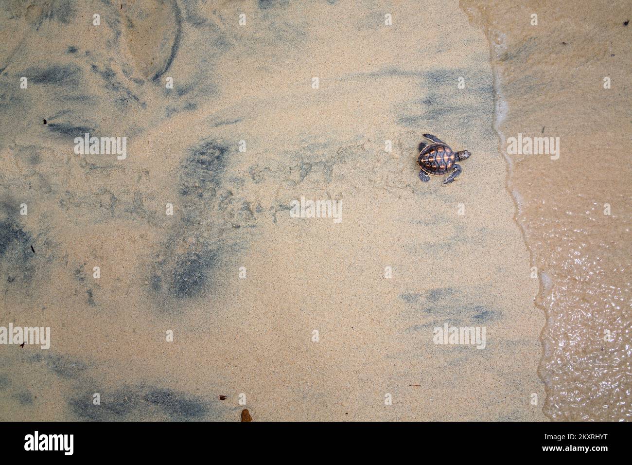 A newly hatched baby green sea turtle, Chelonia mydas, an endangered ...