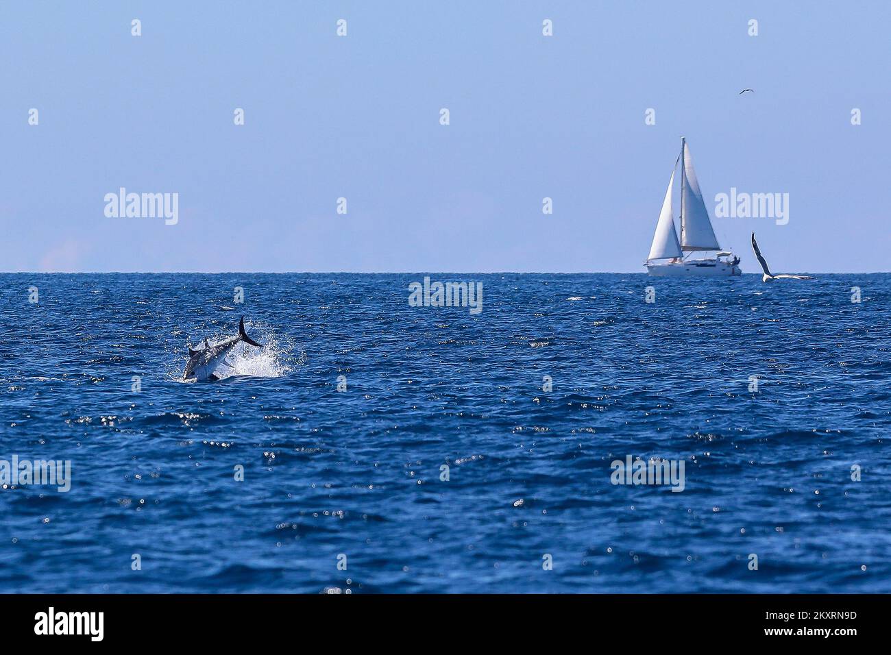 Tunas jump out of the sea nera the Lungo Mare beach in Pula, Croatia ...