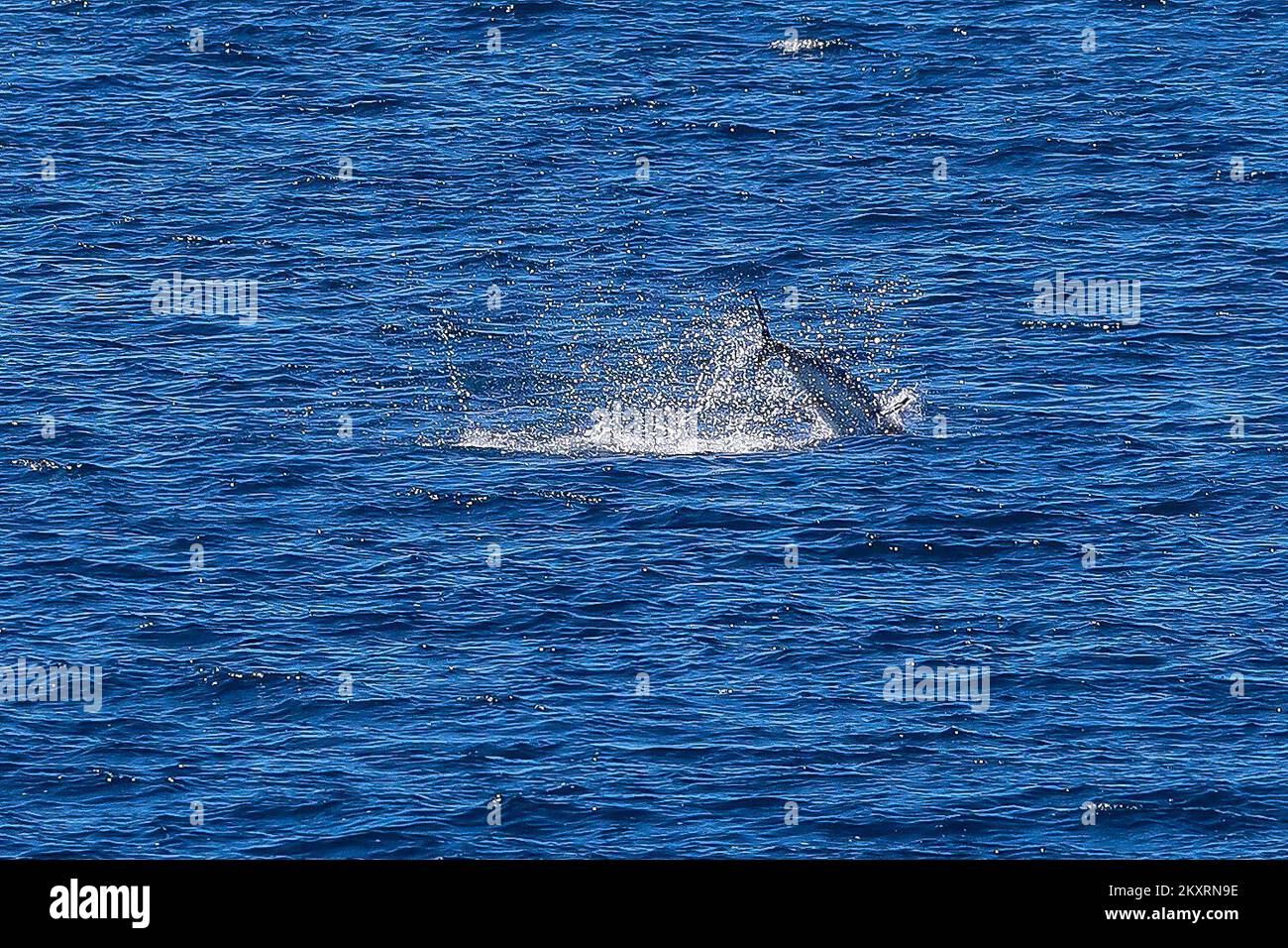 Tunas jump out of the sea nera the Lungo Mare beach in Pula, Croatia ...