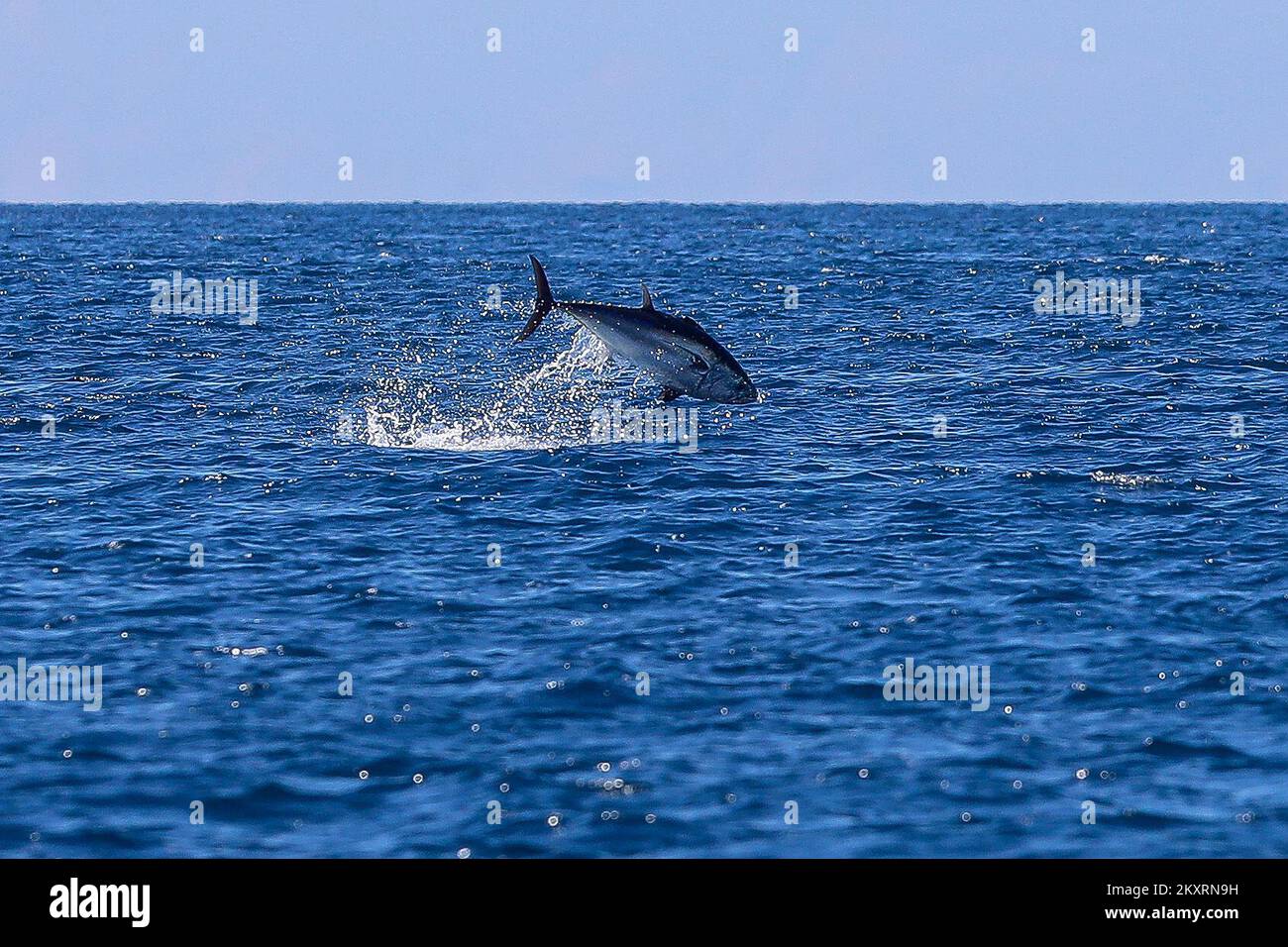 Tunas jump out of the sea nera the Lungo Mare beach in Pula, Croatia ...