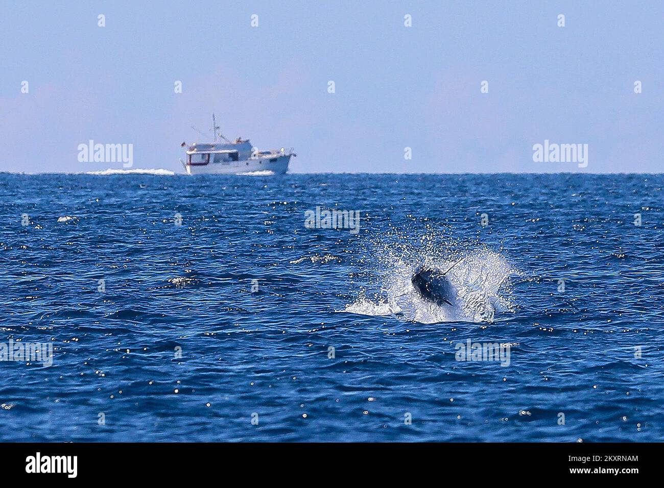 Tunas jump out of the sea nera the Lungo Mare beach in Pula, Croatia ...