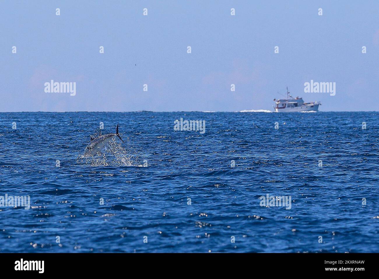 Tunas jump out of the sea nera the Lungo Mare beach in Pula, Croatia ...