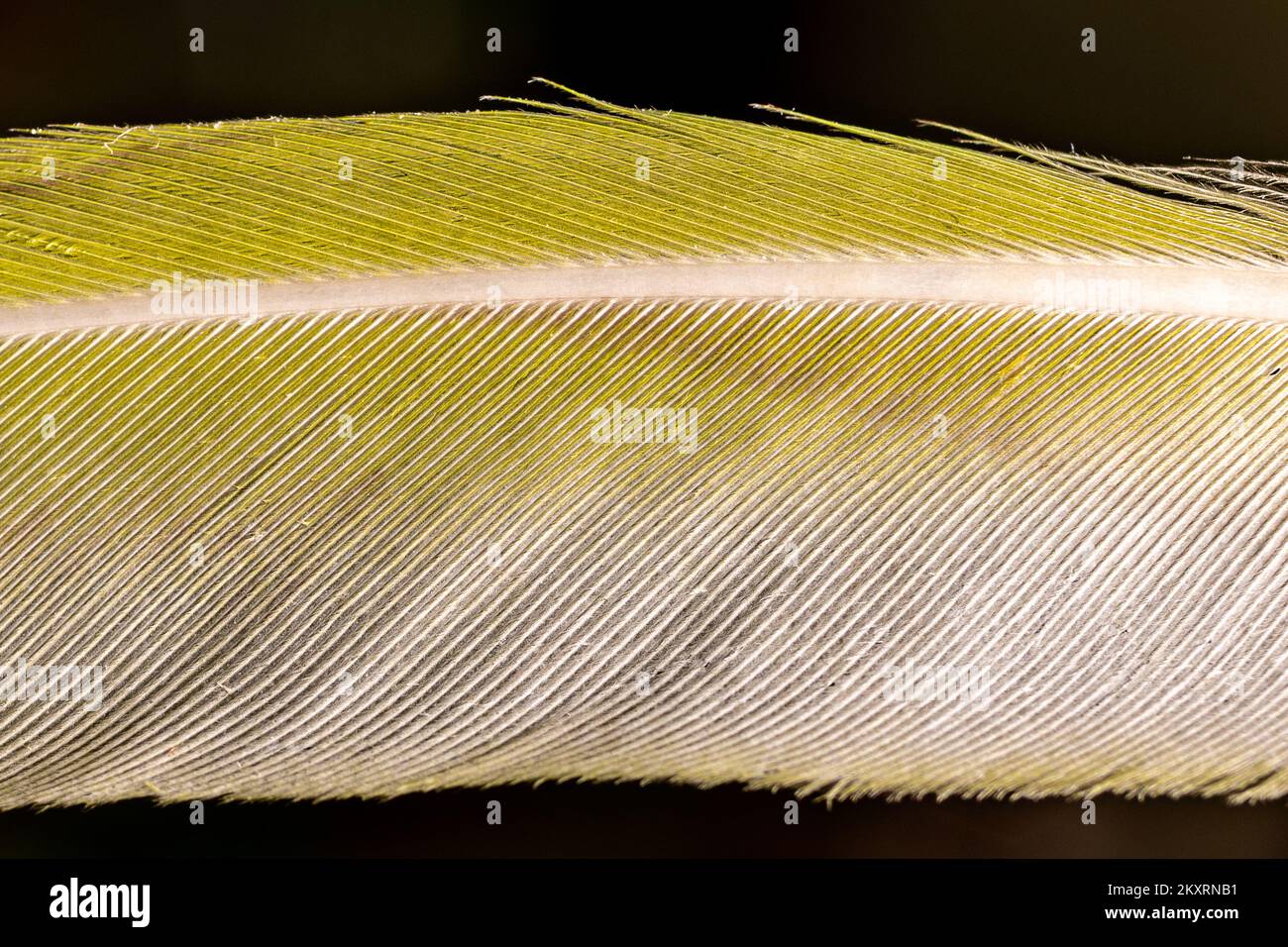 Close-up bird feather Photo: Davor Puklavec/PIXSELL Stock Photo - Alamy