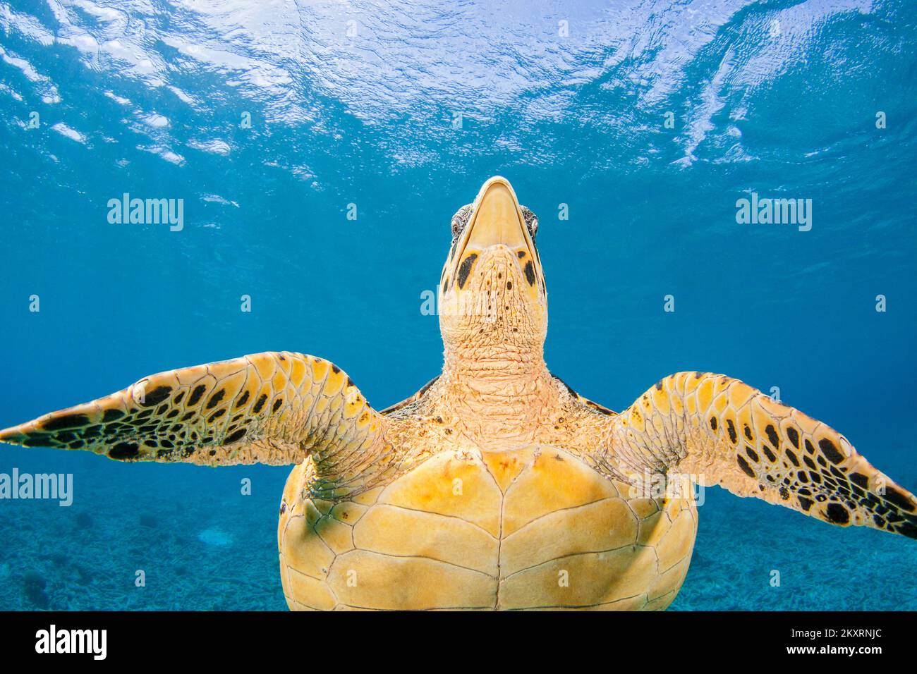 A close look at the head of a critically endangered hawksbill turtle ...