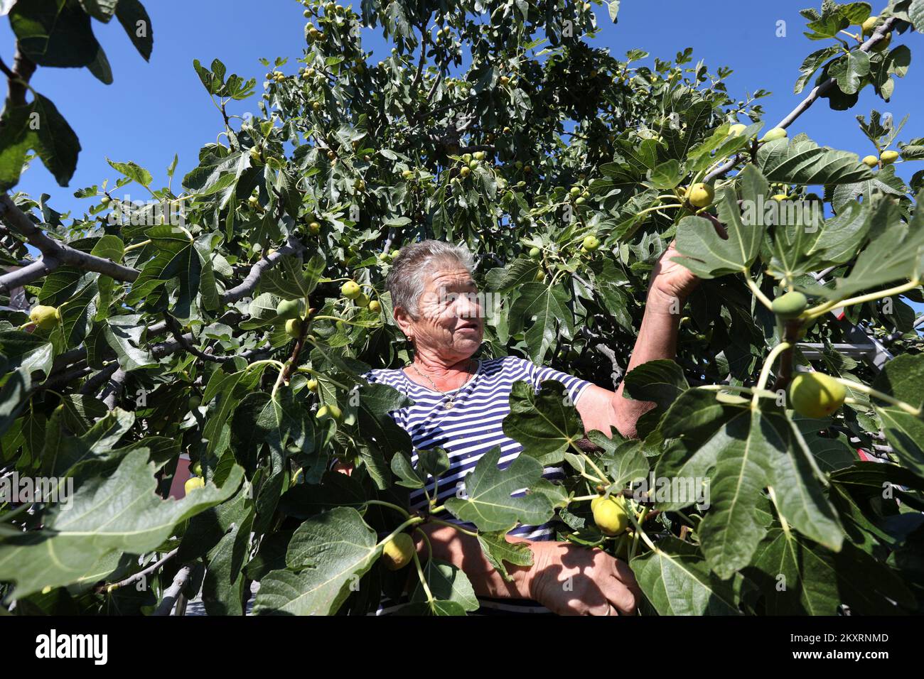The lady picks the figs before their drying process in Grabastica on ...