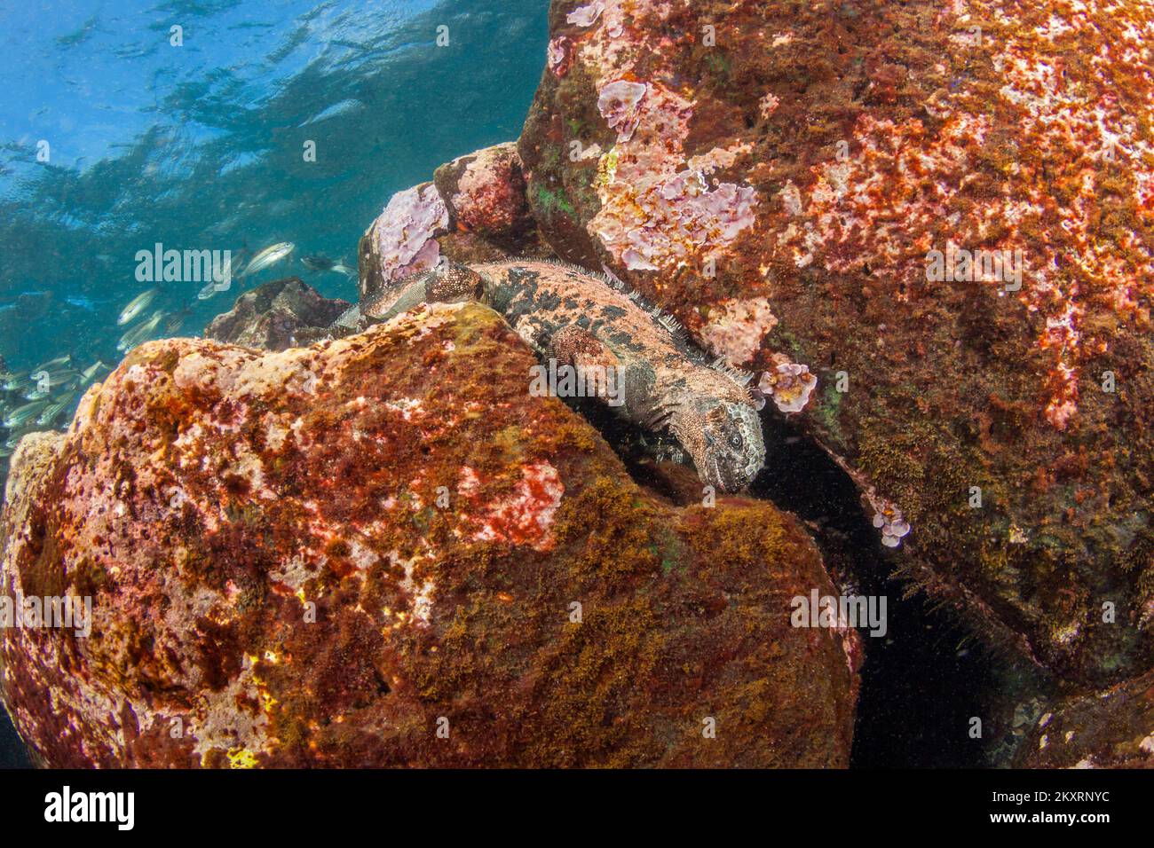 Algae patch hi-res stock photography and images - Alamy