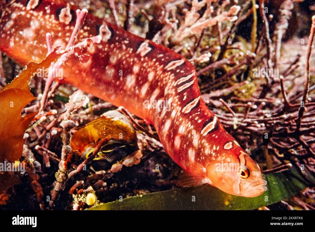 The longfin gunnel, Pholis clemensi, reaches 5 inches in length and was ...