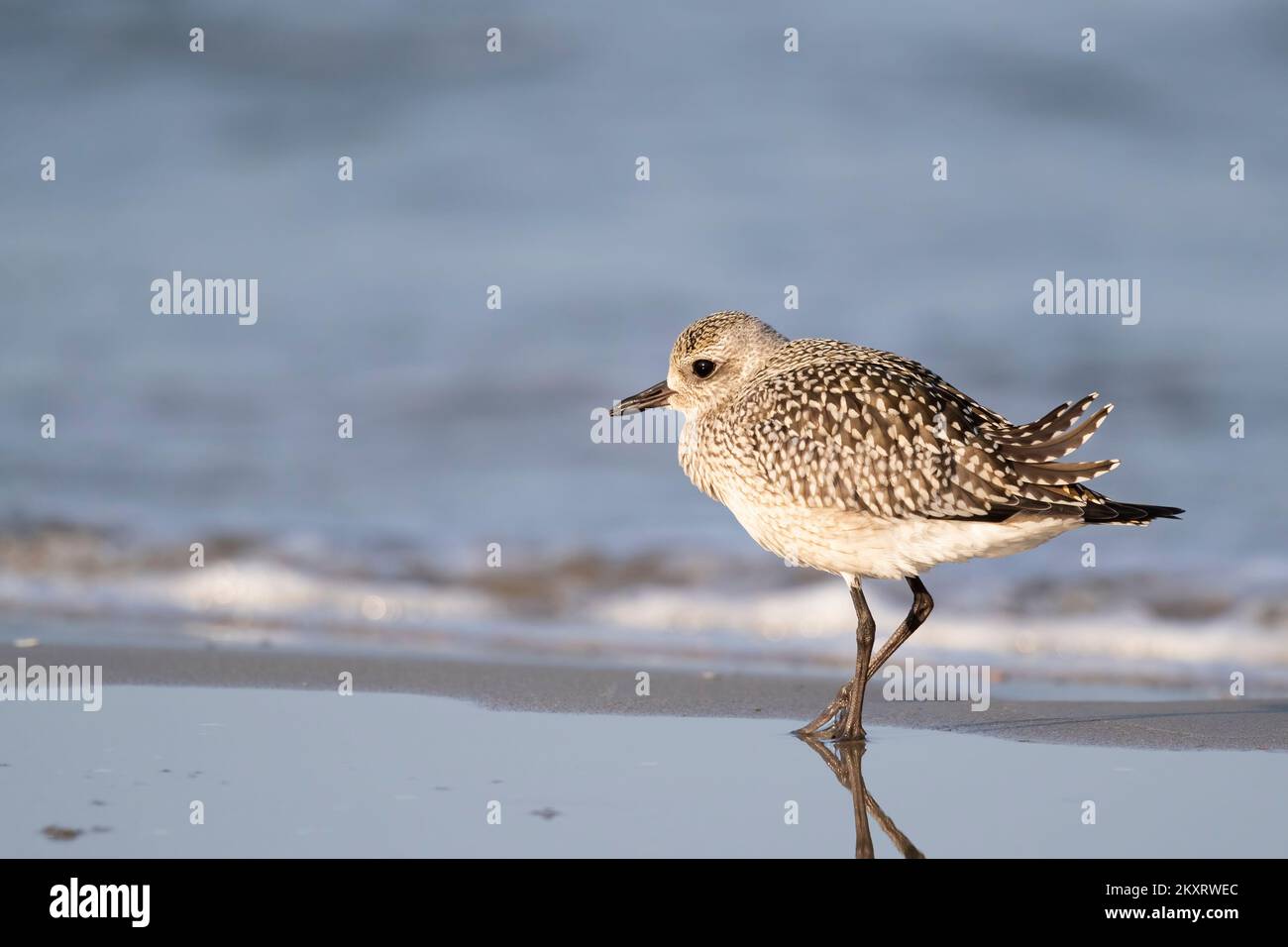 The grey plover or black-bellied plover (Pluvialis squatarola ...