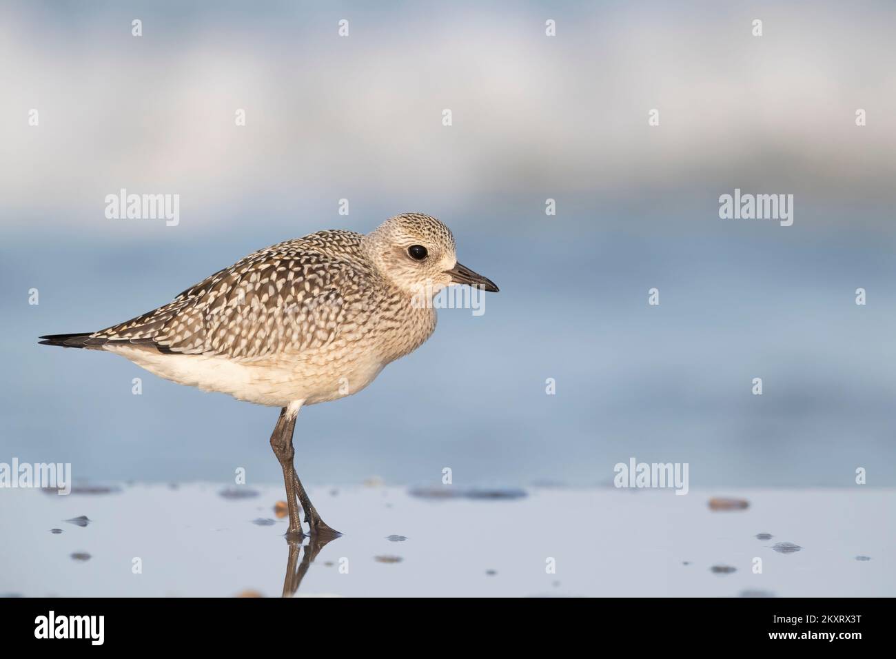The grey plover or black-bellied plover (Pluvialis squatarola ...