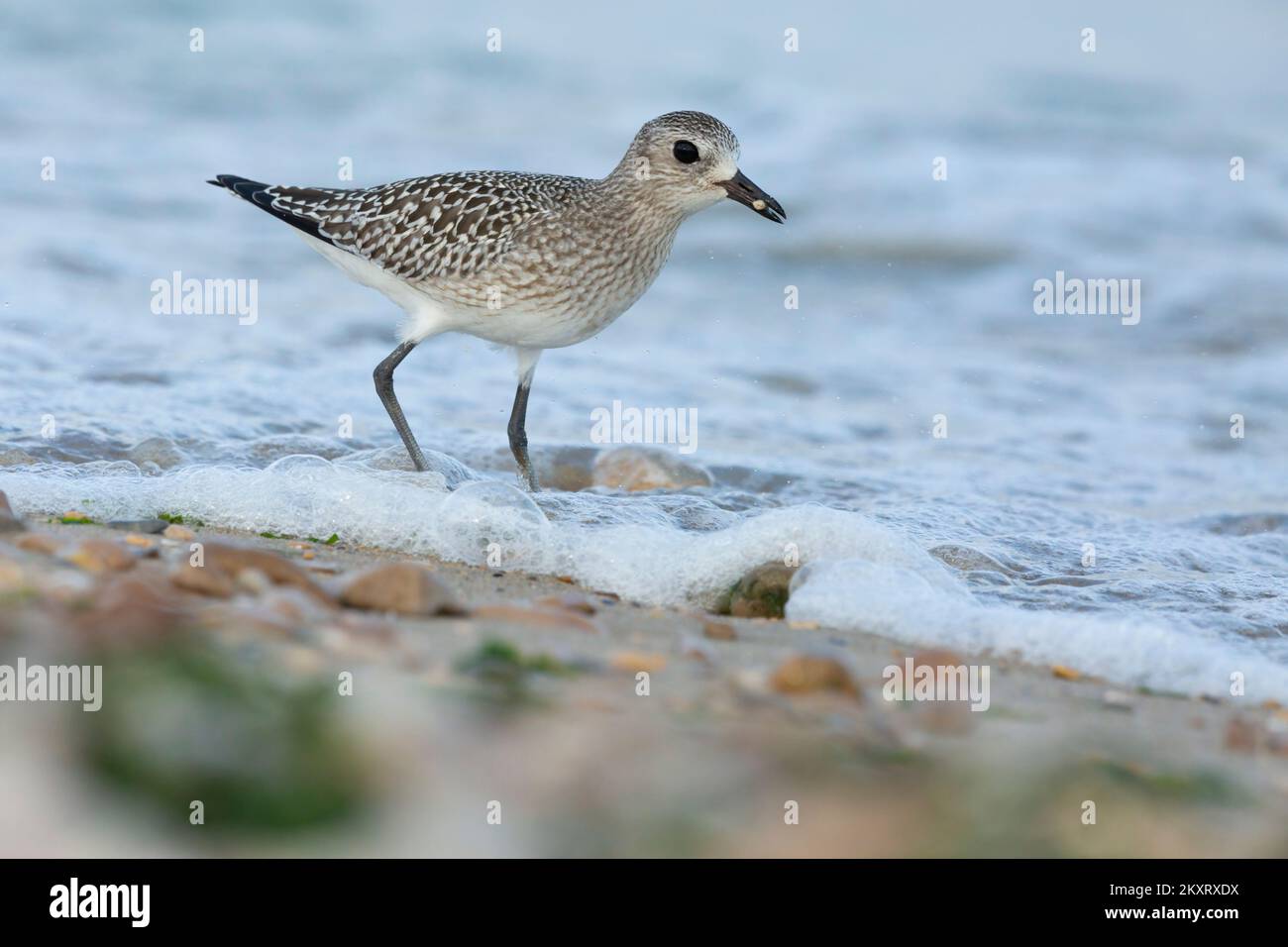 The grey plover or black-bellied plover (Pluvialis squatarola ...