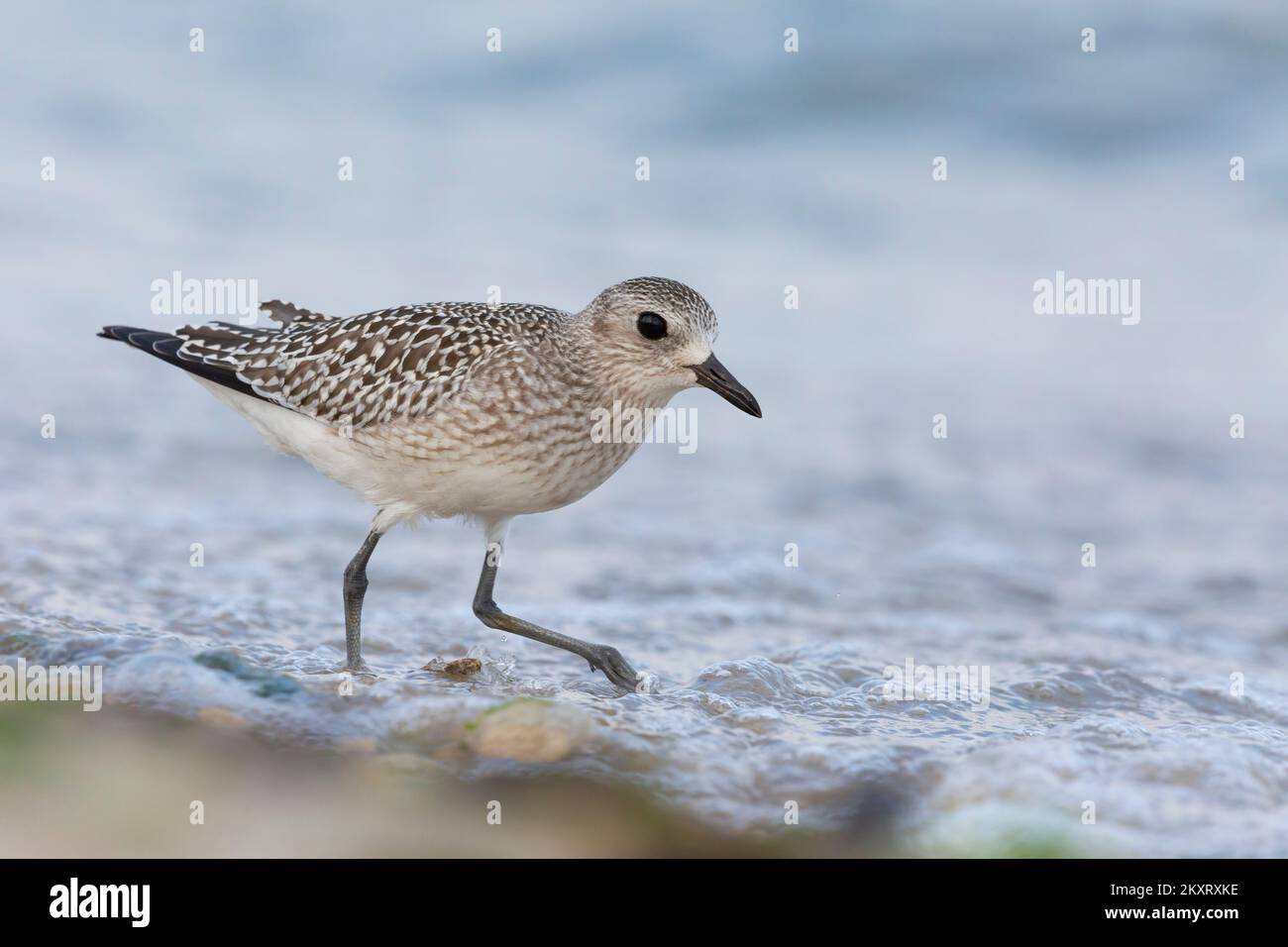 The grey plover or black-bellied plover (Pluvialis squatarola ...