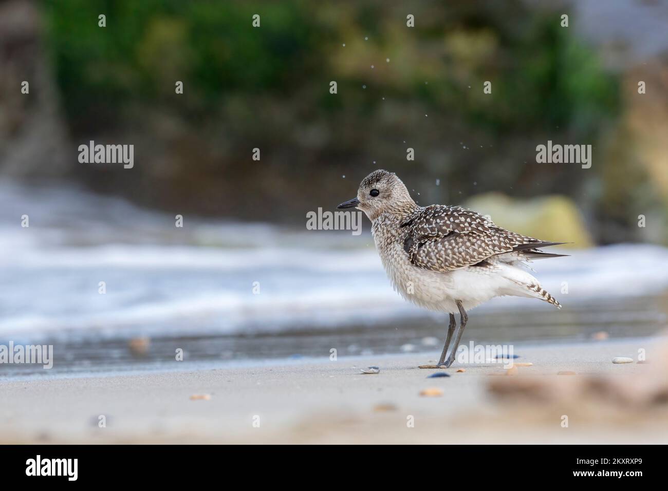 The grey plover or black-bellied plover (Pluvialis squatarola ...