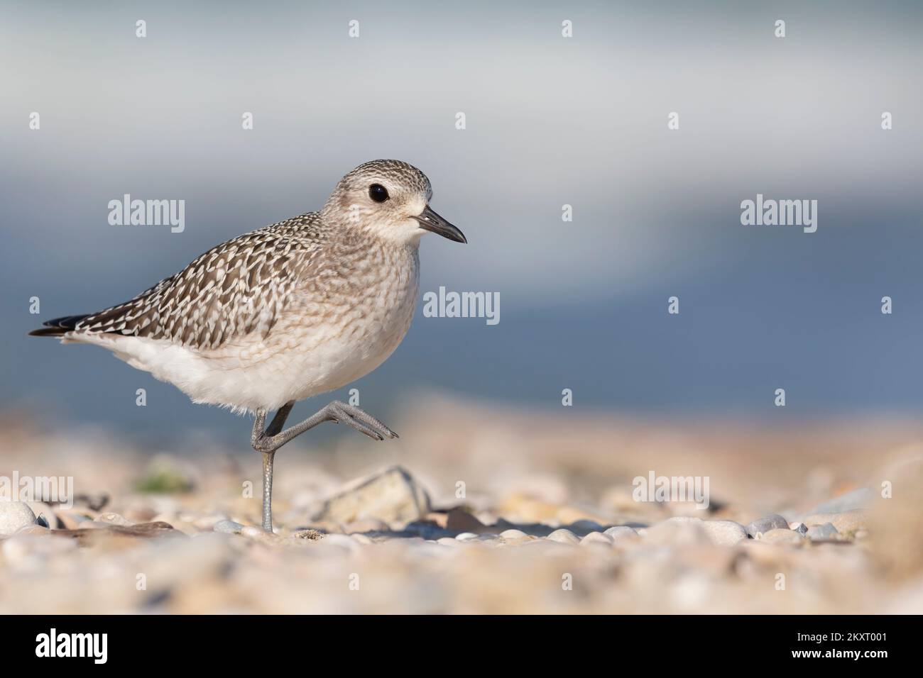 The grey plover or black-bellied plover (Pluvialis squatarola ...