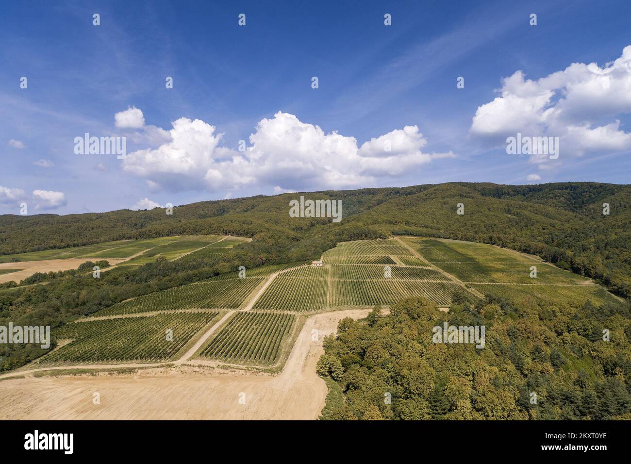 Different varietals hi-res stock photography and images - Alamy