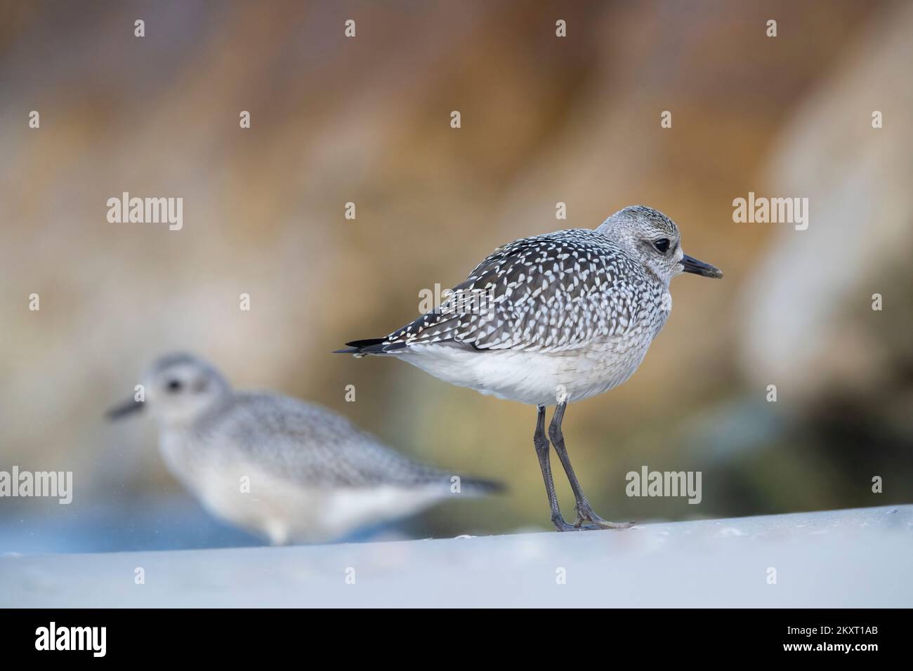 The grey plover or black-bellied plover (Pluvialis squatarola ...