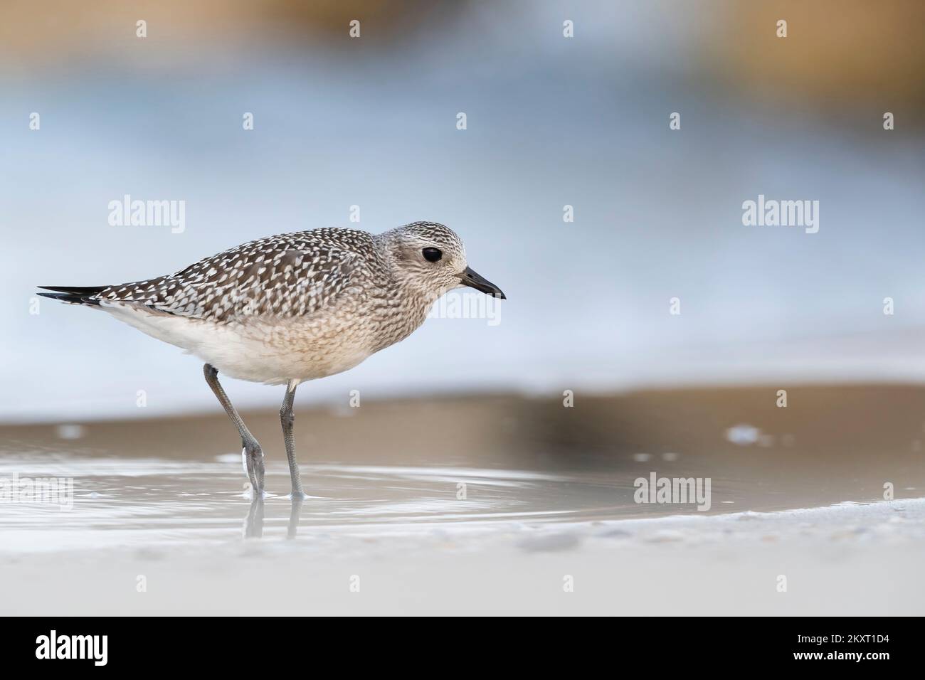 The grey plover or black-bellied plover (Pluvialis squatarola ...