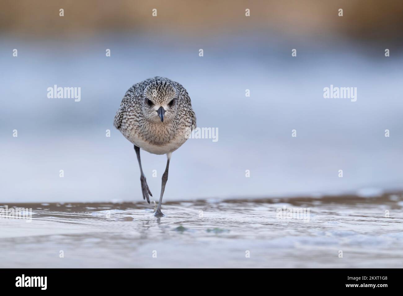 The grey plover or black-bellied plover (Pluvialis squatarola ...