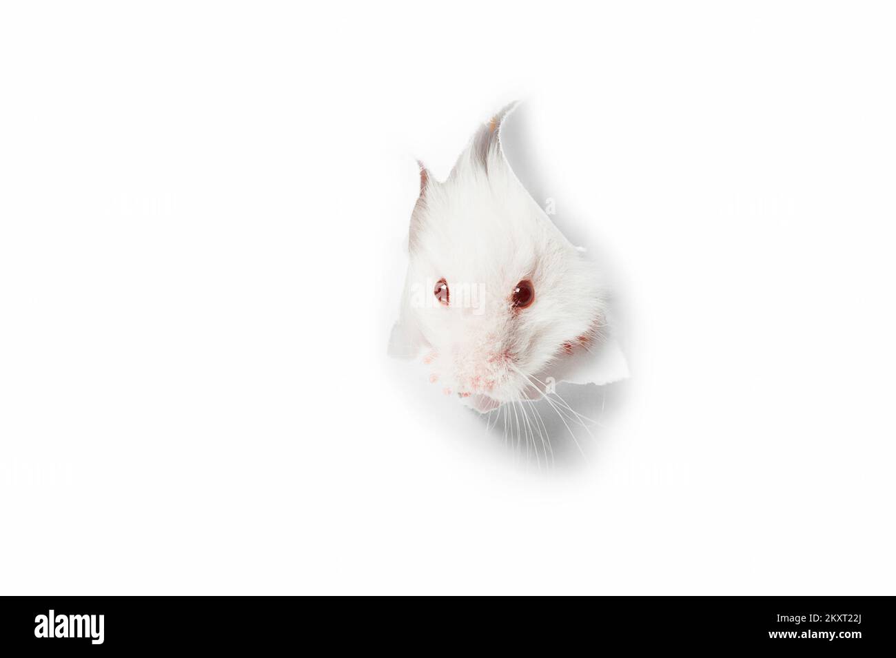 White rat head isolate in white background Stock Photo - Alamy