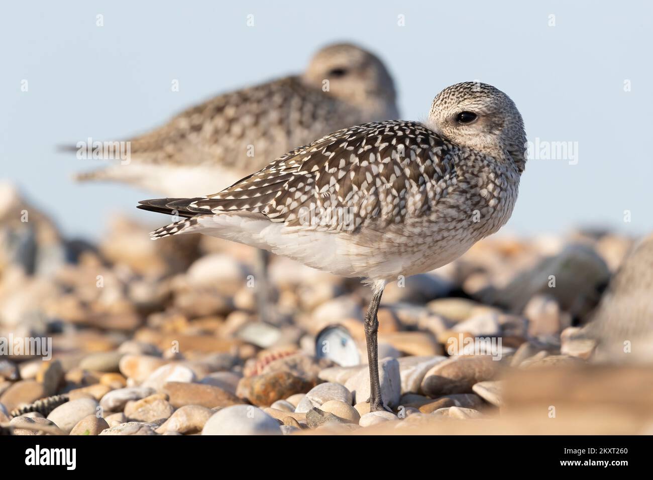 The grey plover or black-bellied plover (Pluvialis squatarola ...