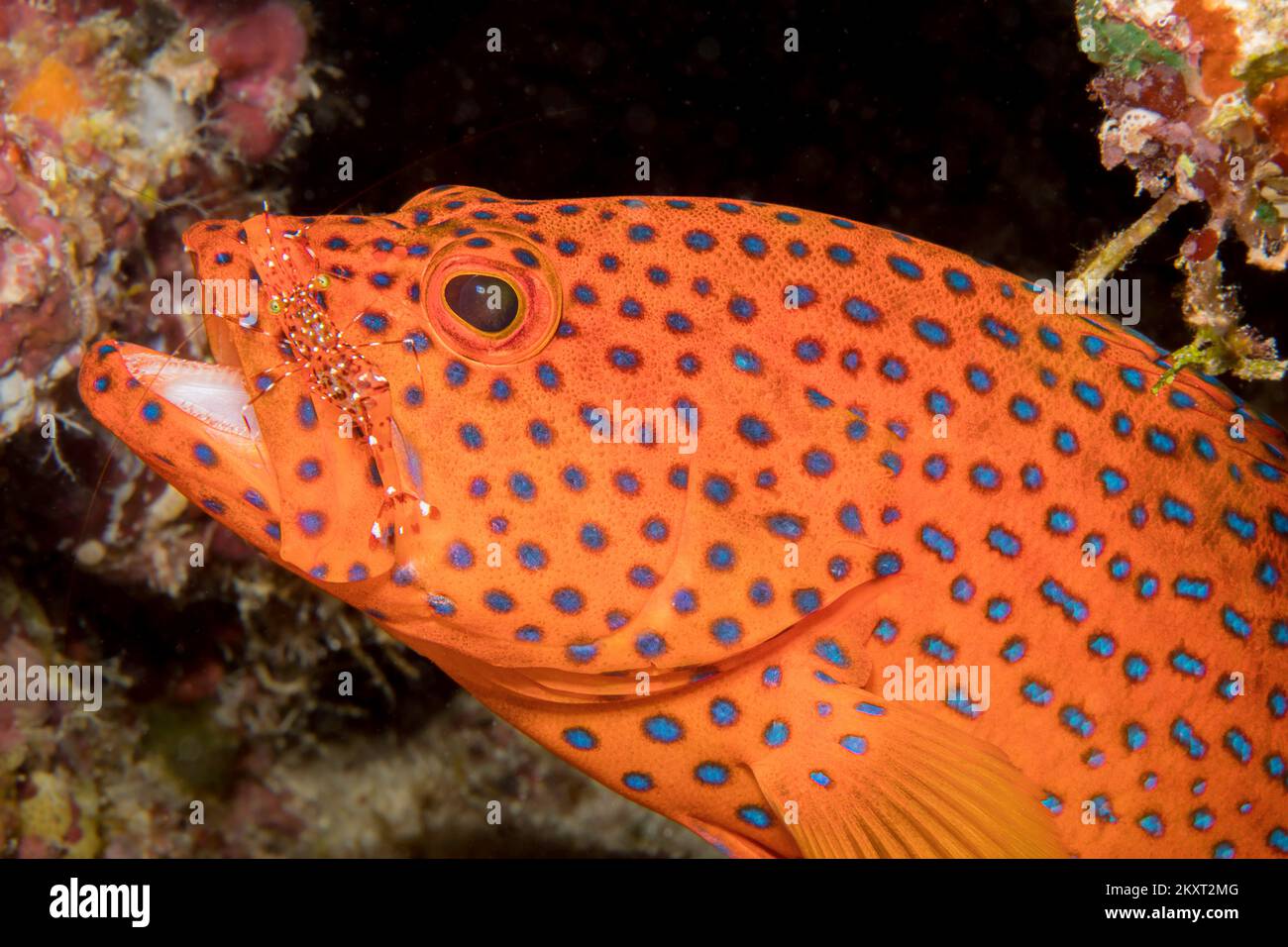 This cleaner shrimp, Urocaridella antonbrunii, is carefully checking ...