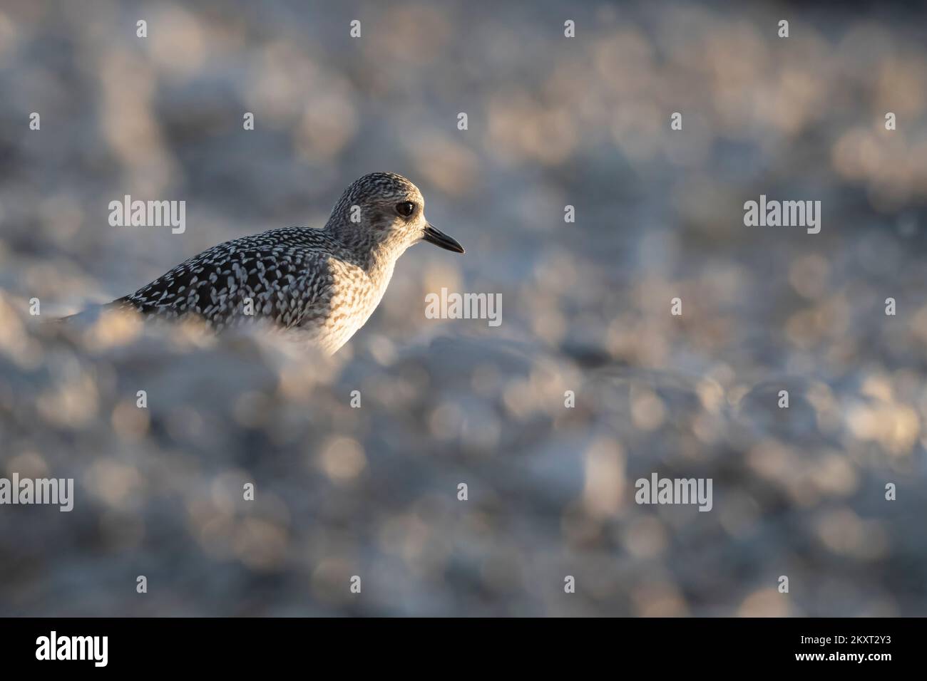 The grey plover or black-bellied plover (Pluvialis squatarola ...